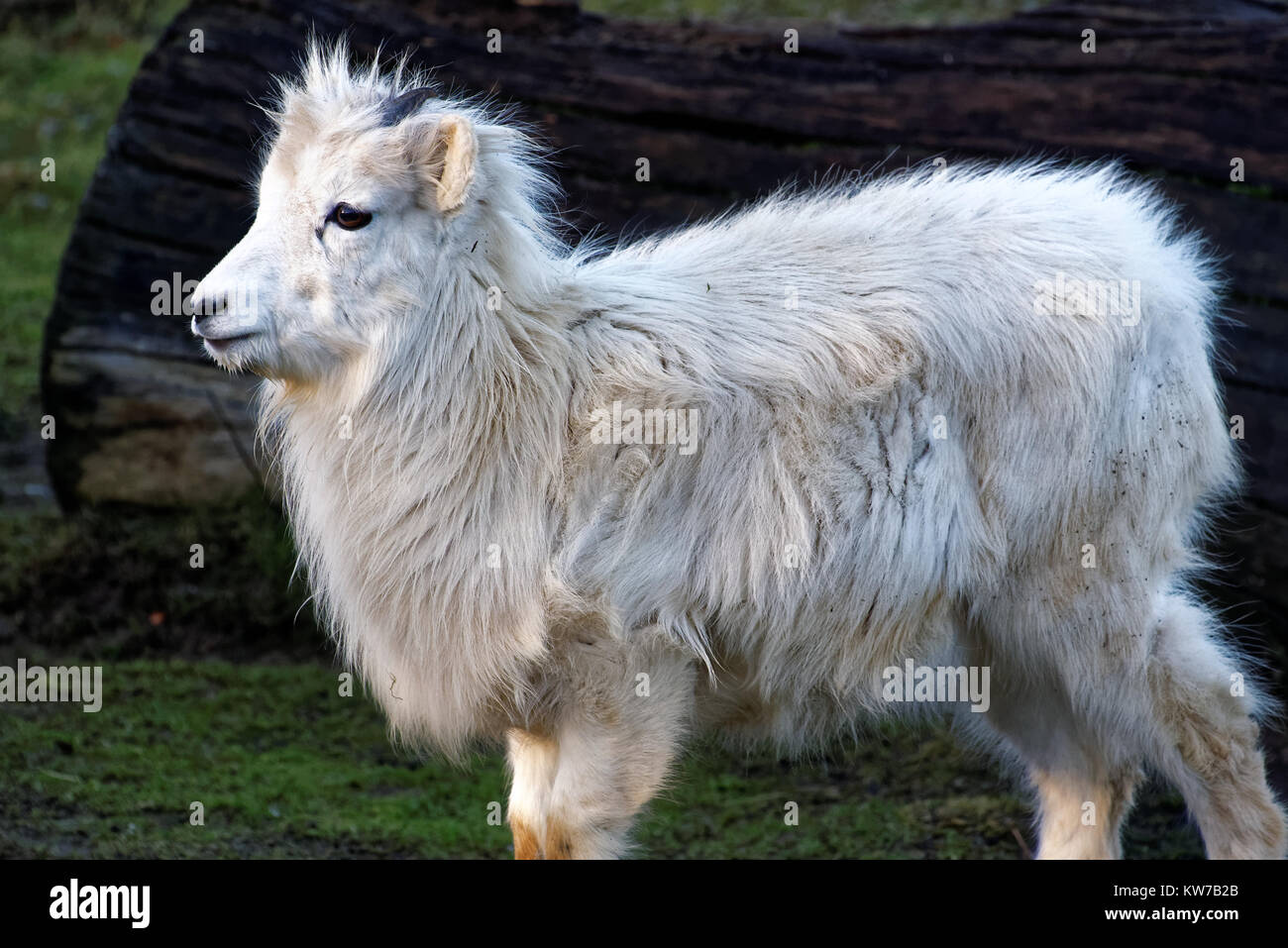 The thinhorn sheep (Ovis dalli is a species of sheep native to northwestern North America Stock ...