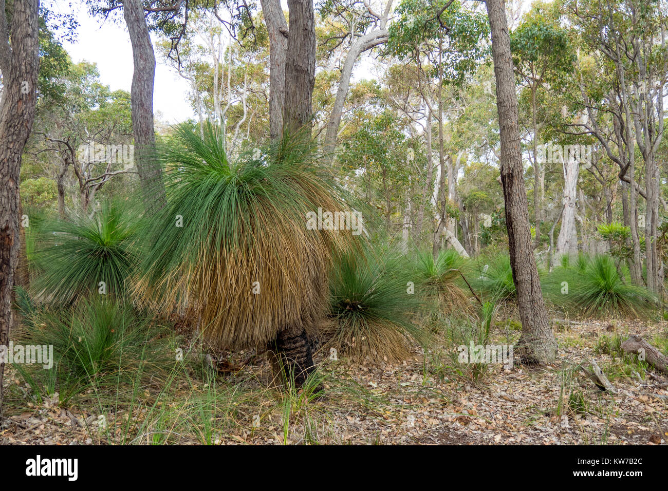 Grasstree High Resolution Stock Photography and Images - Alamy