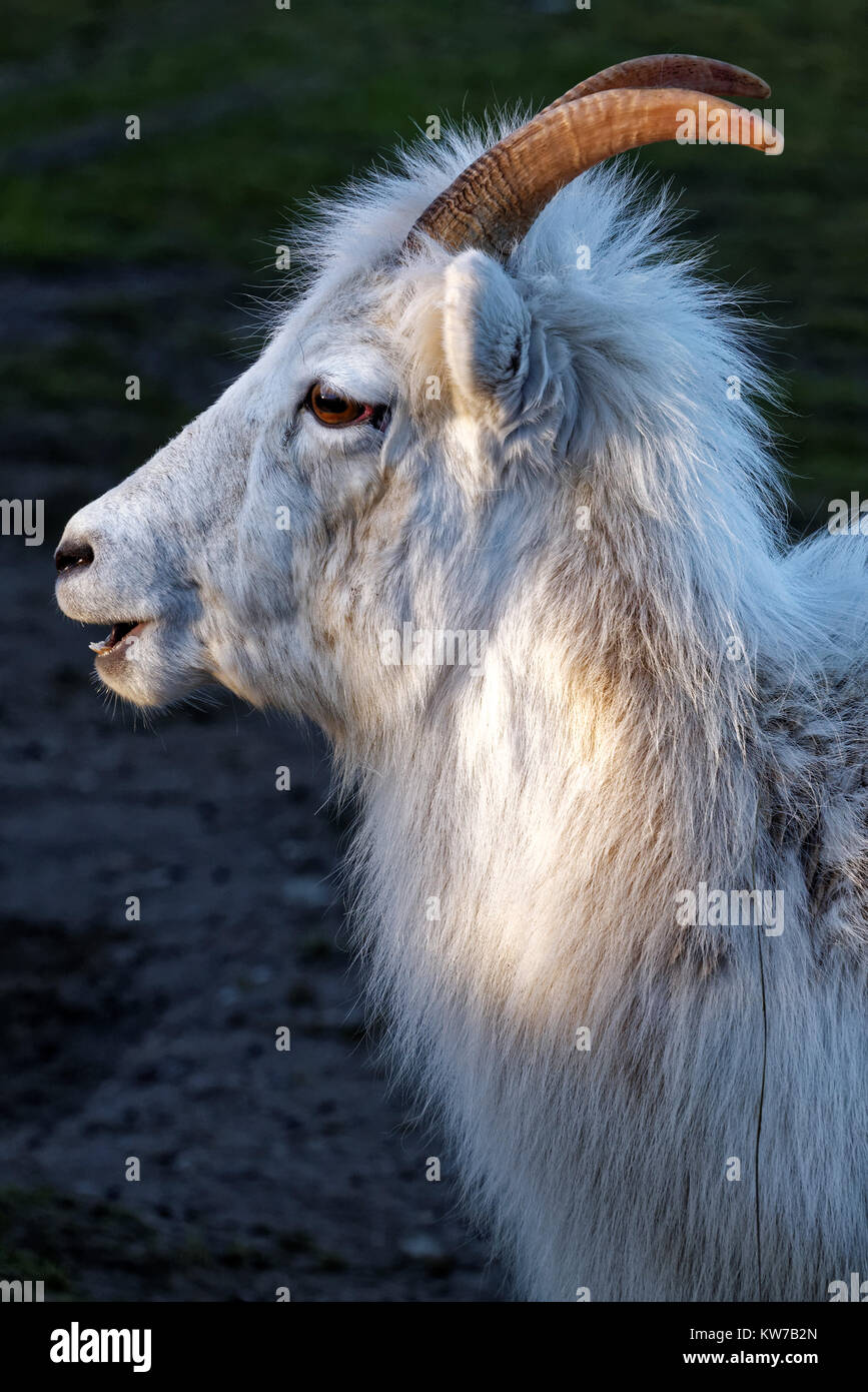 The thinhorn sheep (Ovis dalli is a species of sheep native to northwestern North America Stock ...