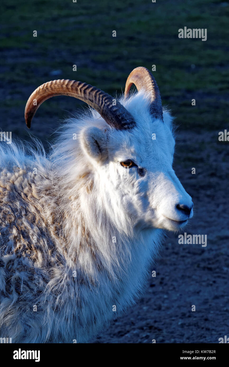 The thinhorn sheep (Ovis dalli is a species of sheep native to northwestern North America Stock ...