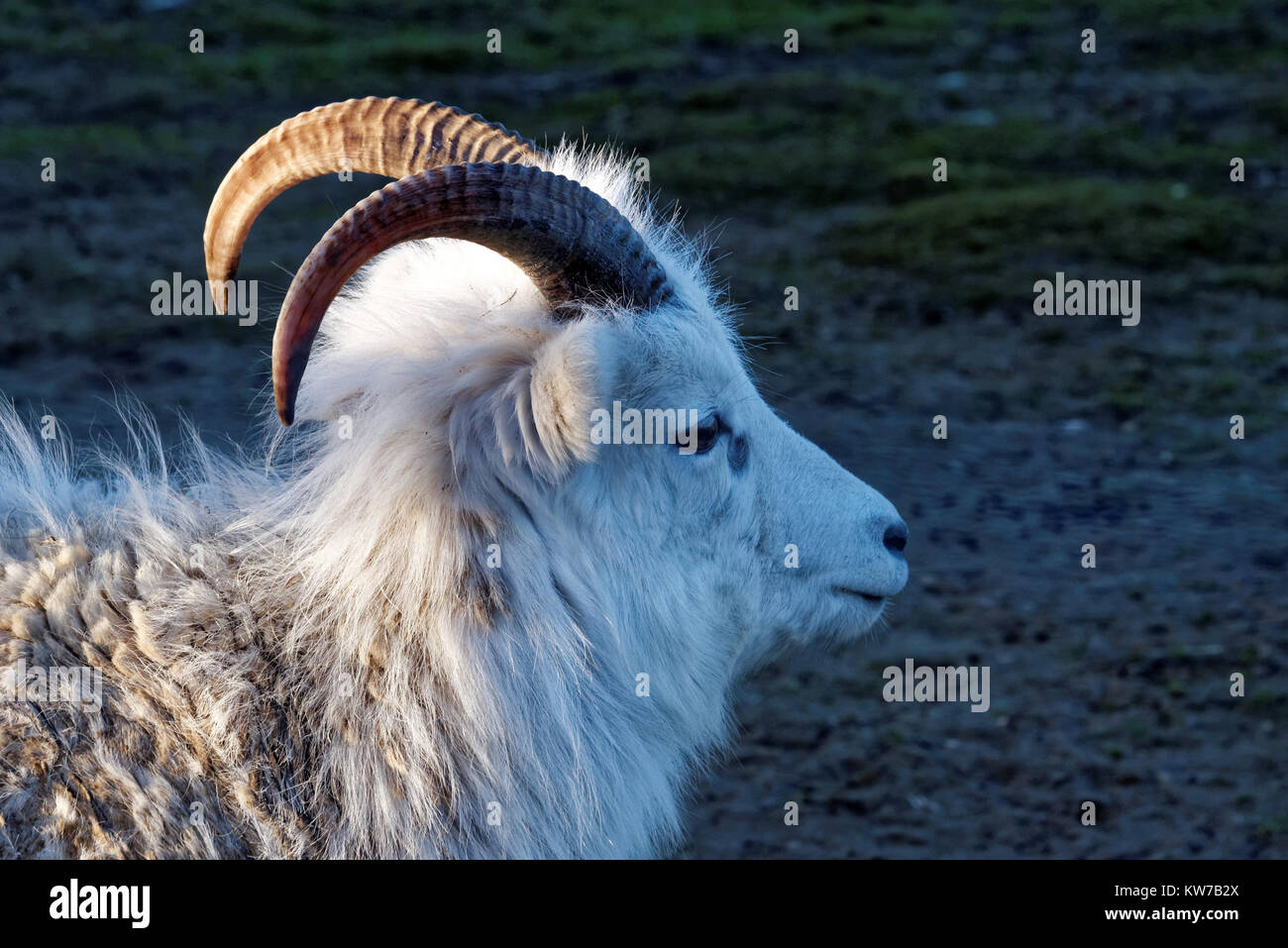 The thinhorn sheep (Ovis dalli is a species of sheep native to northwestern North America Stock ...