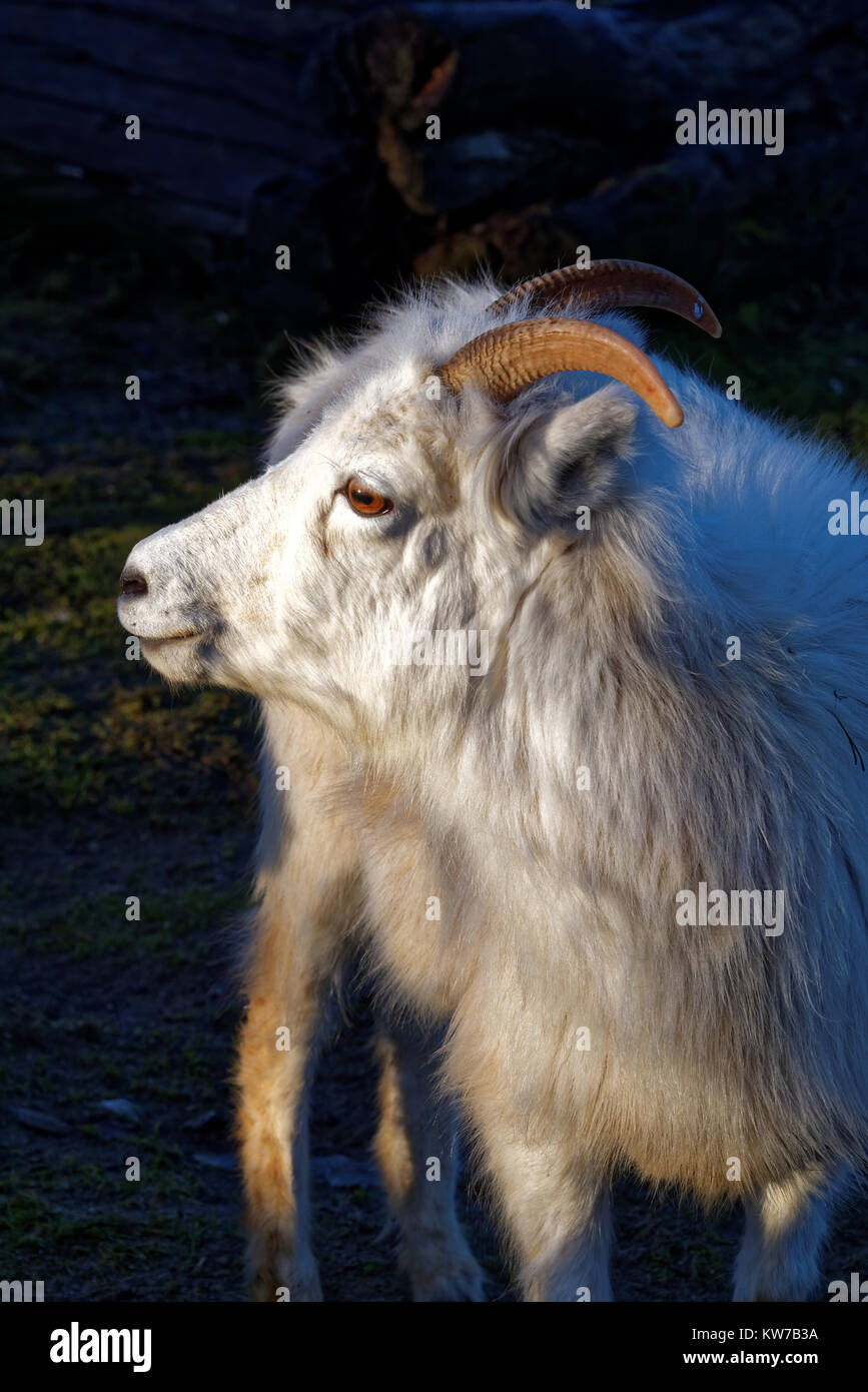 The thinhorn sheep (Ovis dalli is a species of sheep native to northwestern North America Stock ...