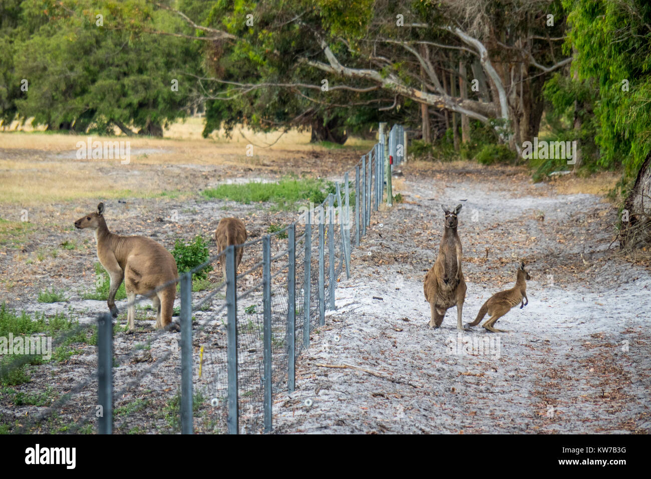 Kangaroo fence hi-res stock photography and images - Alamy