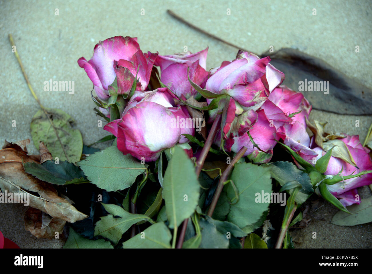 Decaying Flowers High Resolution Stock Photography and Images - Alamy