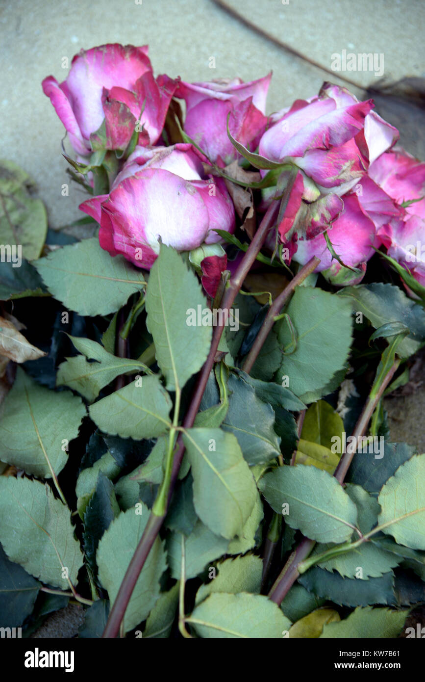 Old Roses fading and decaying Stock Photo - Alamy