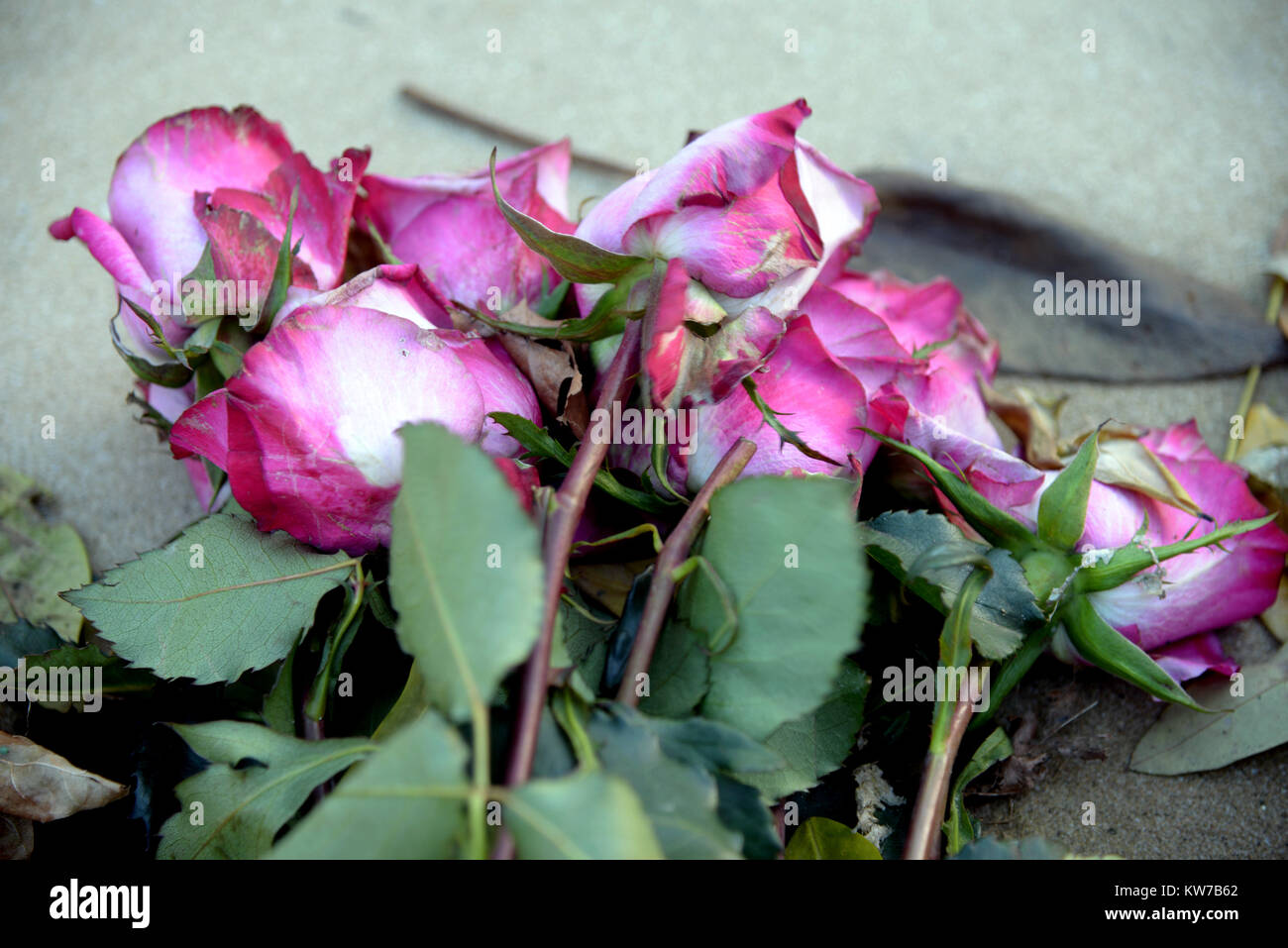 Old Roses fading and decaying Stock Photo - Alamy