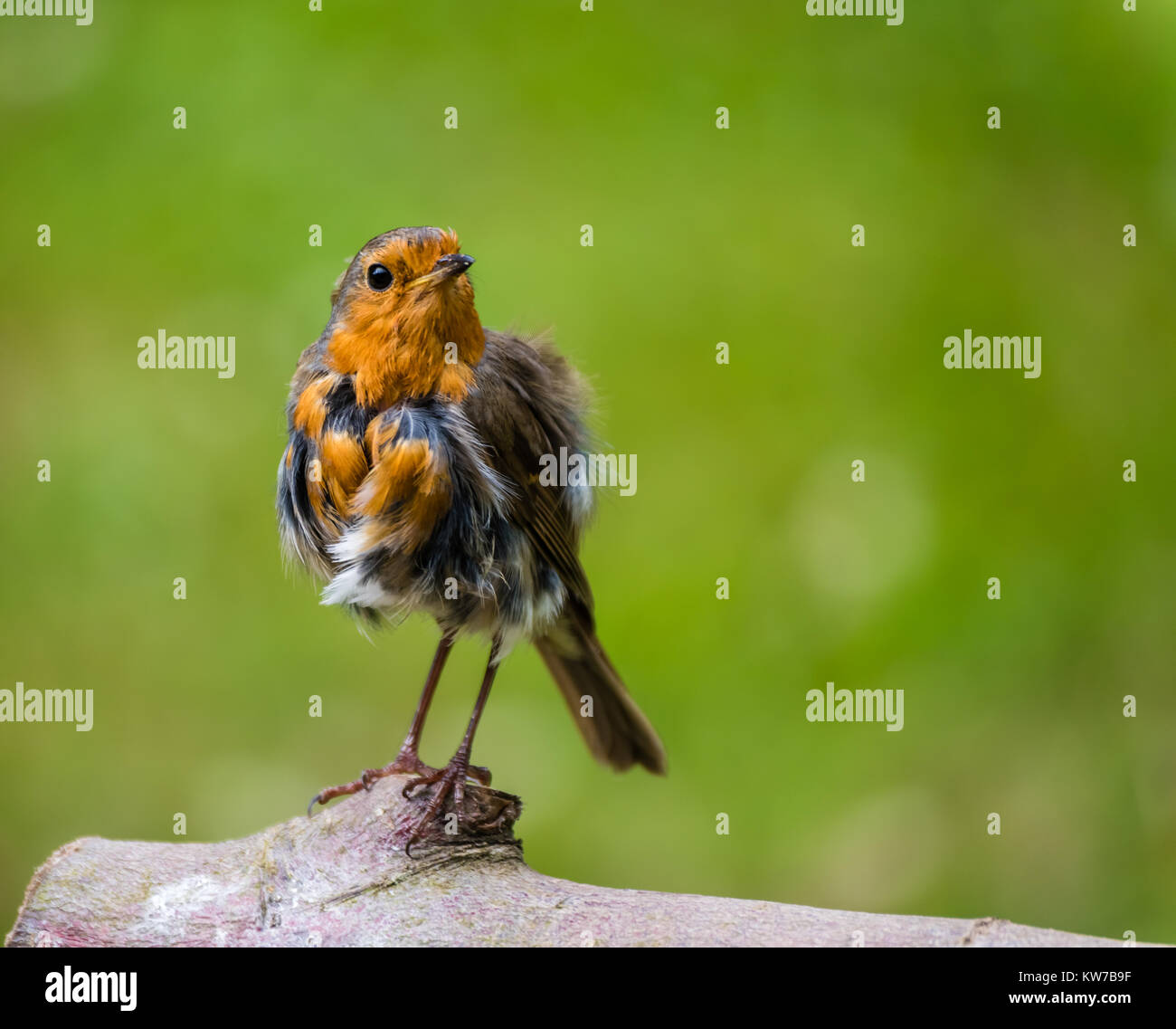 Robin Real World Baby