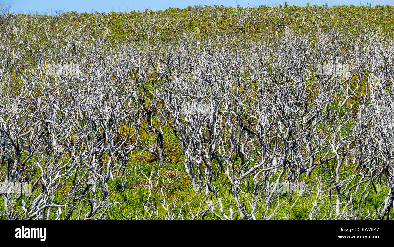 Dead bushland hi-res stock photography and images - Alamy