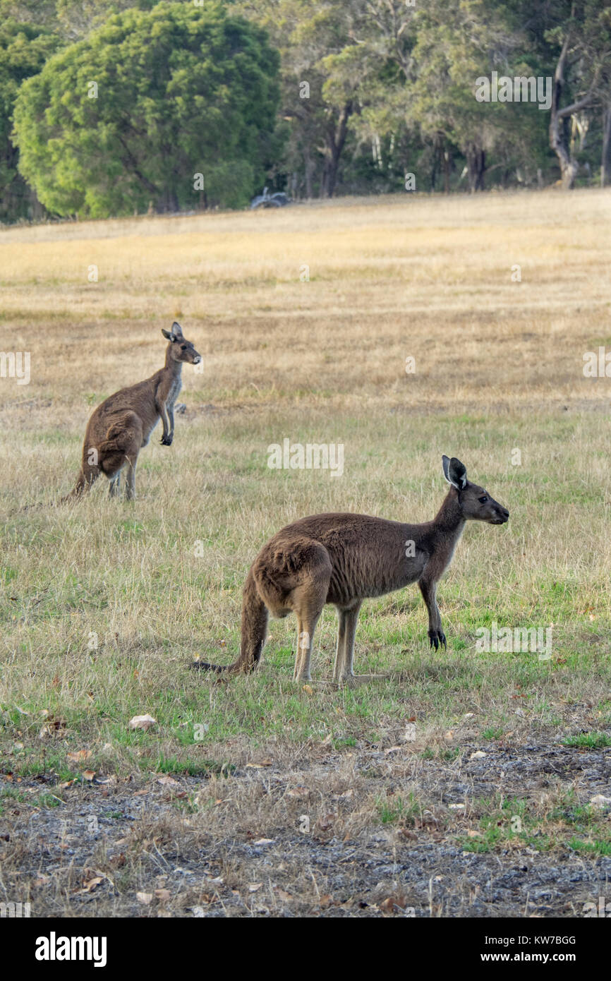 Grazing kangaroos hi-res stock photography and images - Alamy