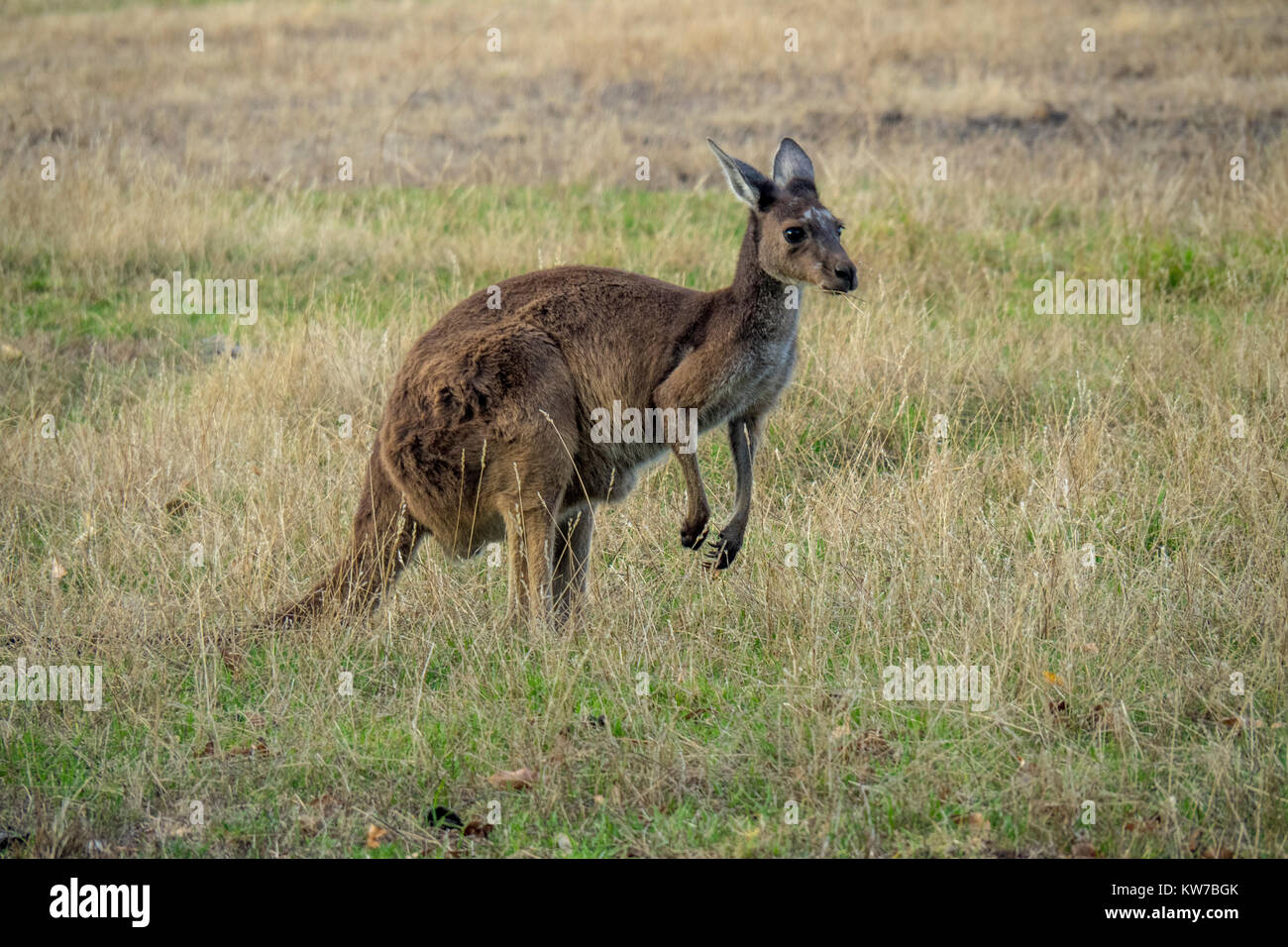A western grey kangaroo grazing in paddock in a Margaret River farm ...
