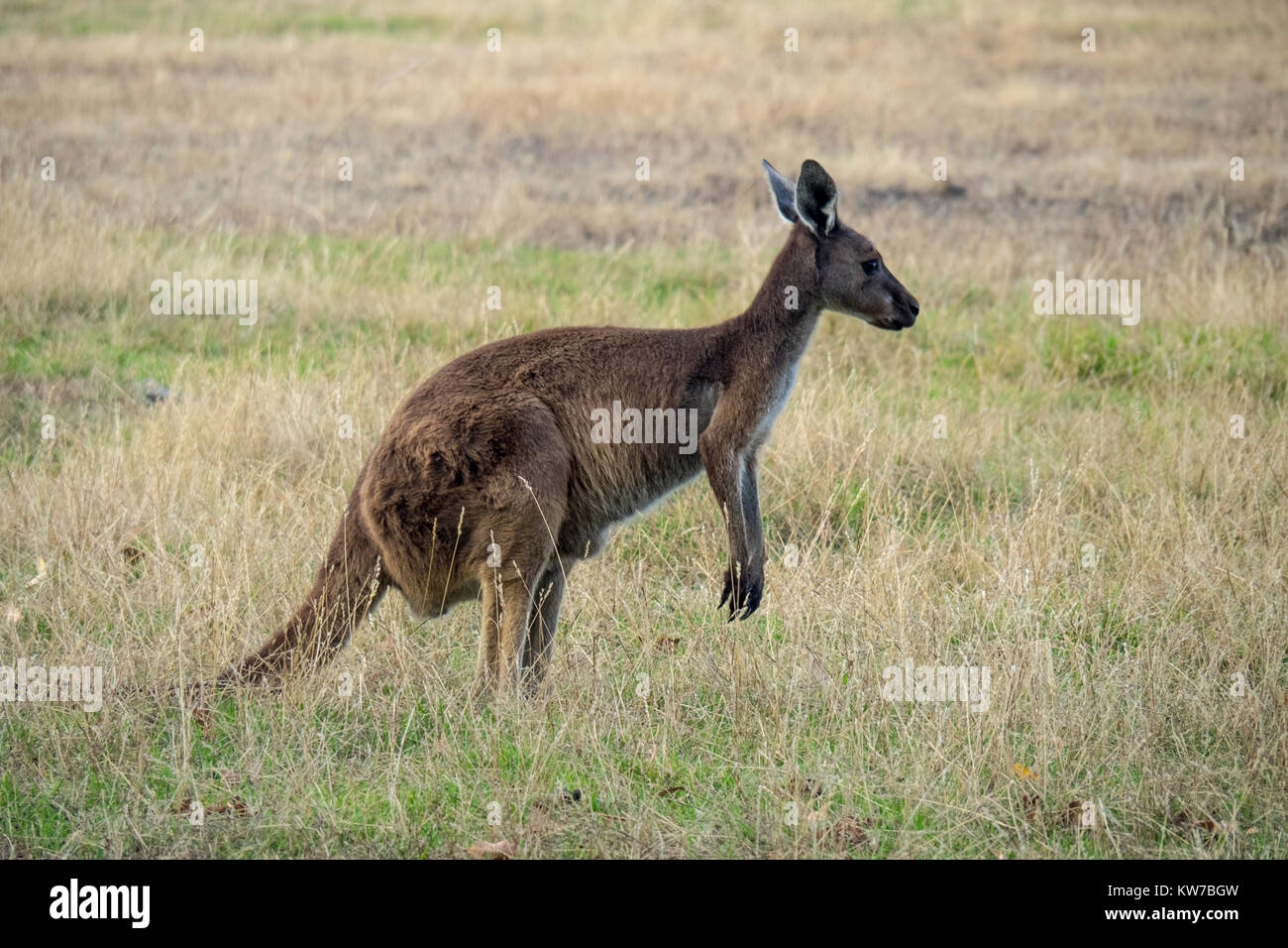 A western grey kangaroo grazing in paddock in a Margaret River farm ...