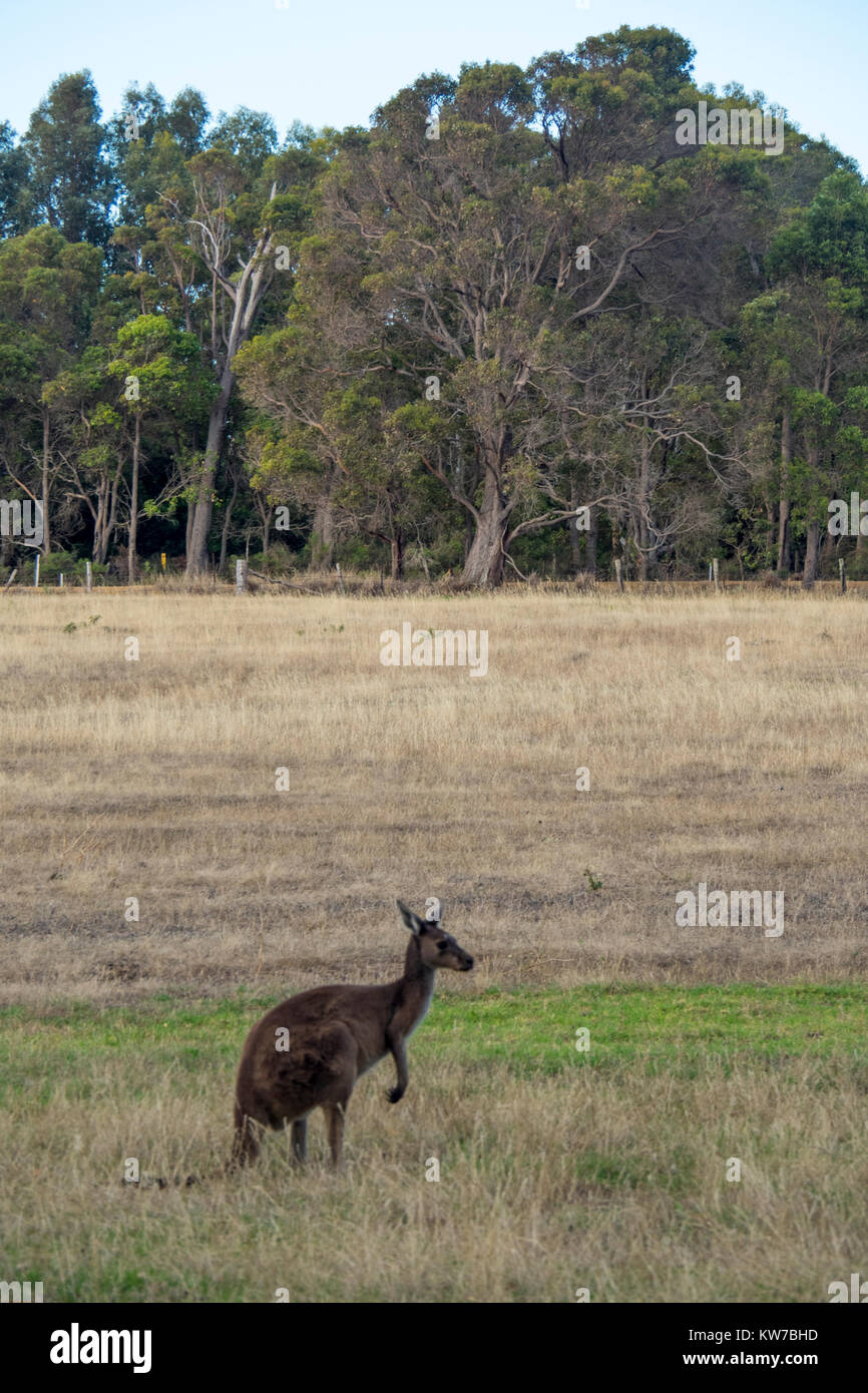 A western grey kangaroo grazing in paddock in a Margaret River farm ...