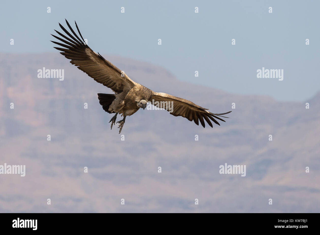 Cape vulture (Gyps coprotheres), Giant's Castle game reserve, KwaZulu ...