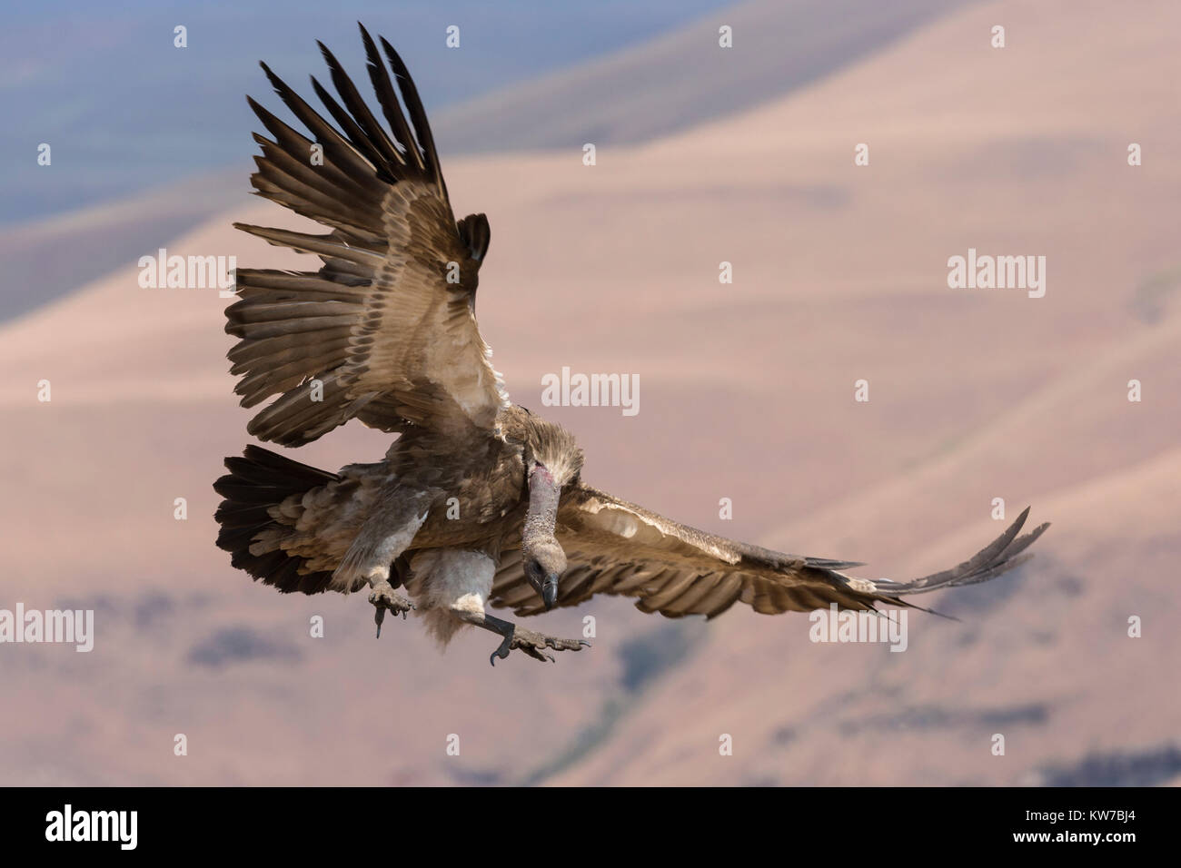 Cape vulture (Gyps coprotheres), Giant's Castle game reserve, KwaZulu ...