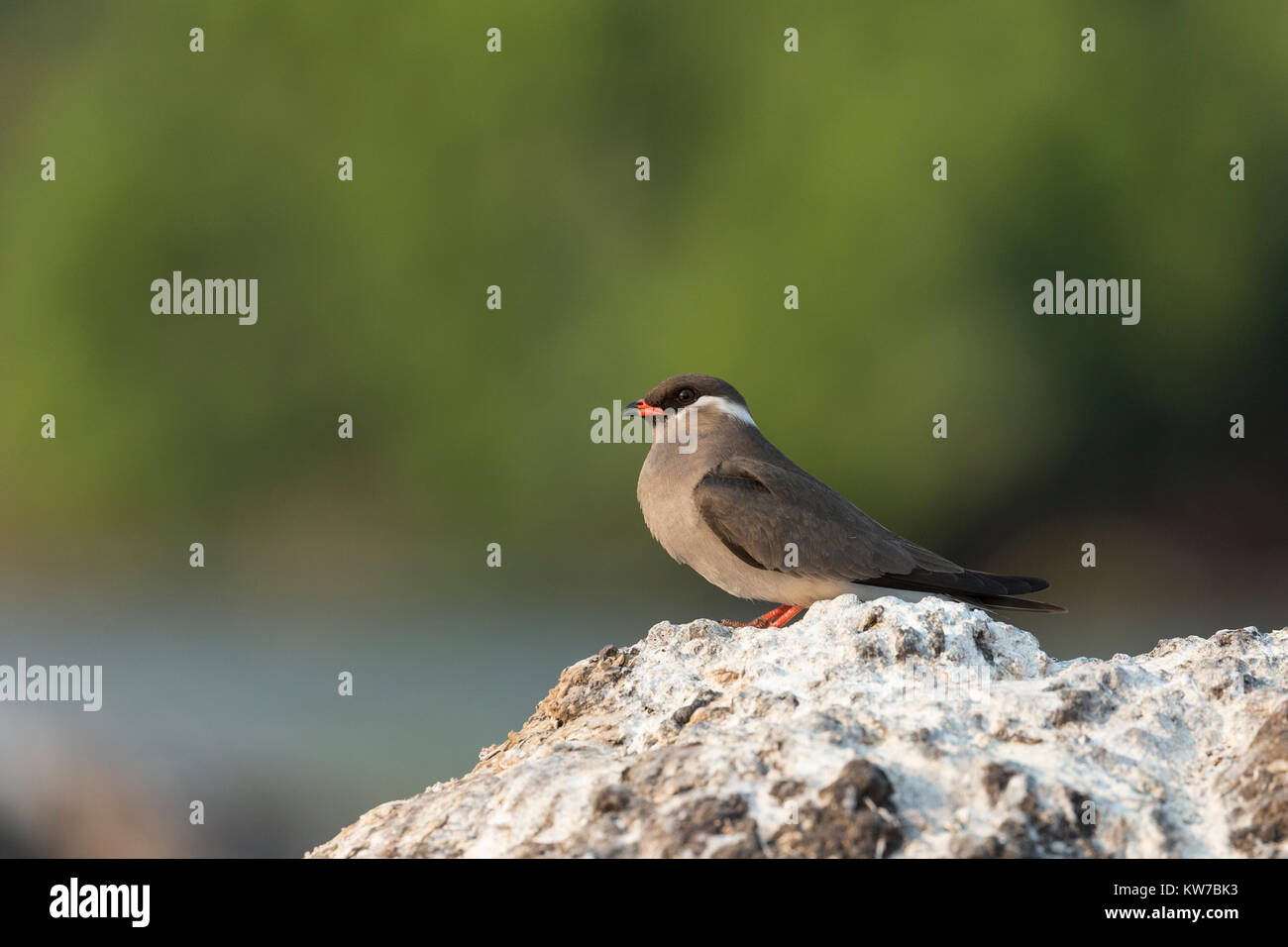 Rock pratincole hi-res stock photography and images - Alamy