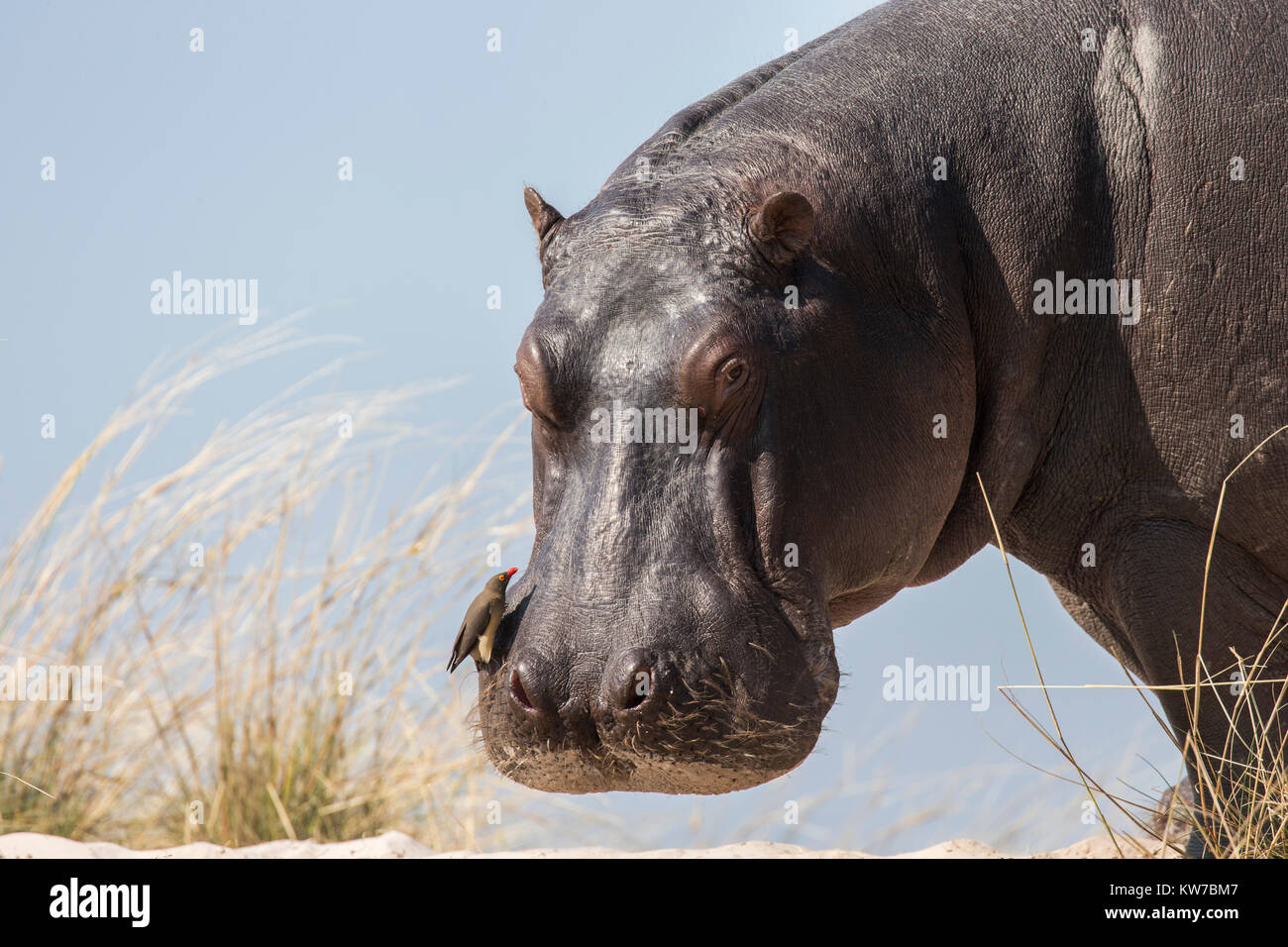 Oxpecker hippo hi-res stock photography and images - Alamy