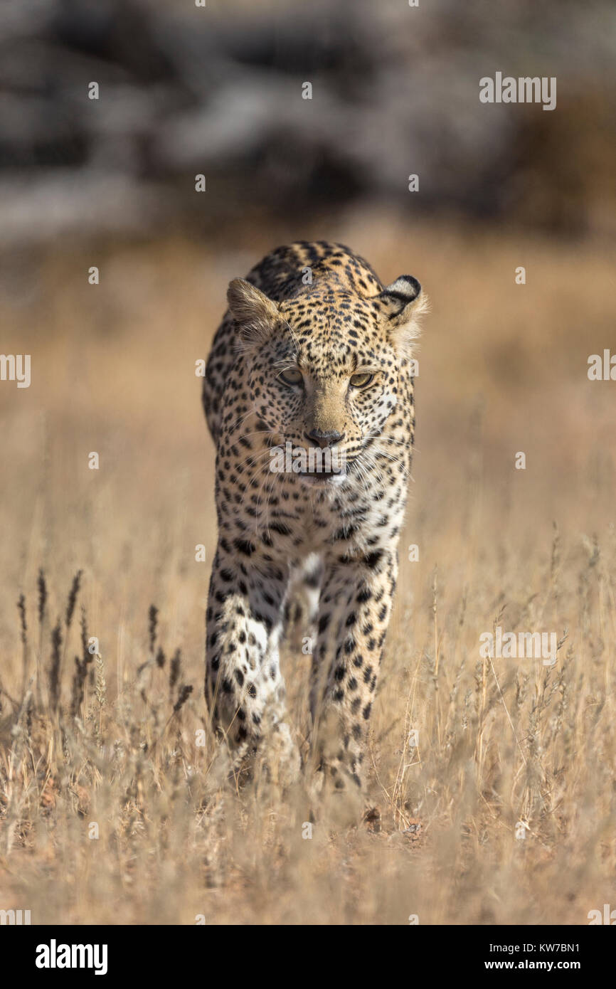 Leopard female (Panthera pardus), Kgalagadi transfrontier park, South ...