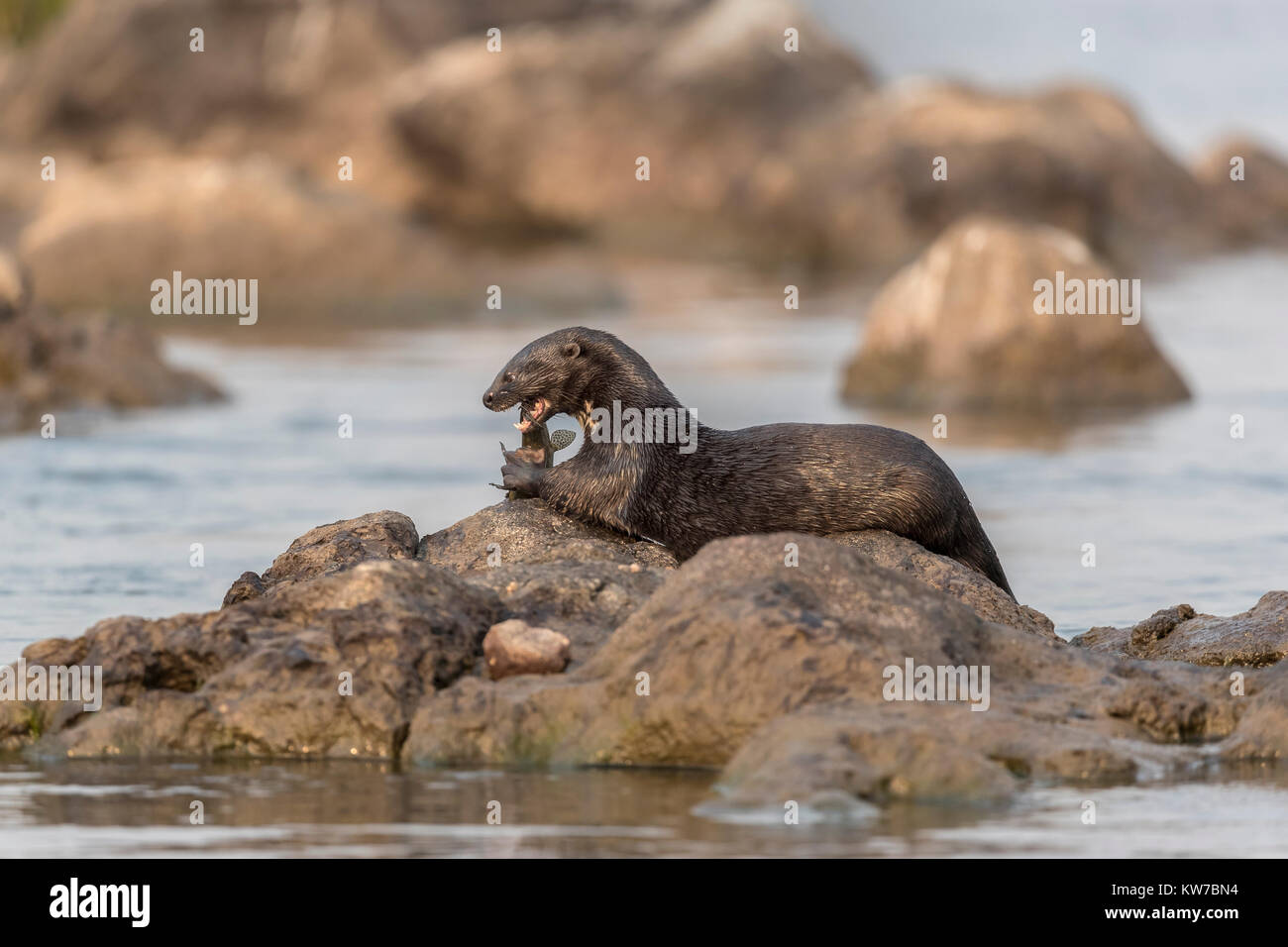 Squeaker squeaker High Resolution Stock Photography and Images - Alamy