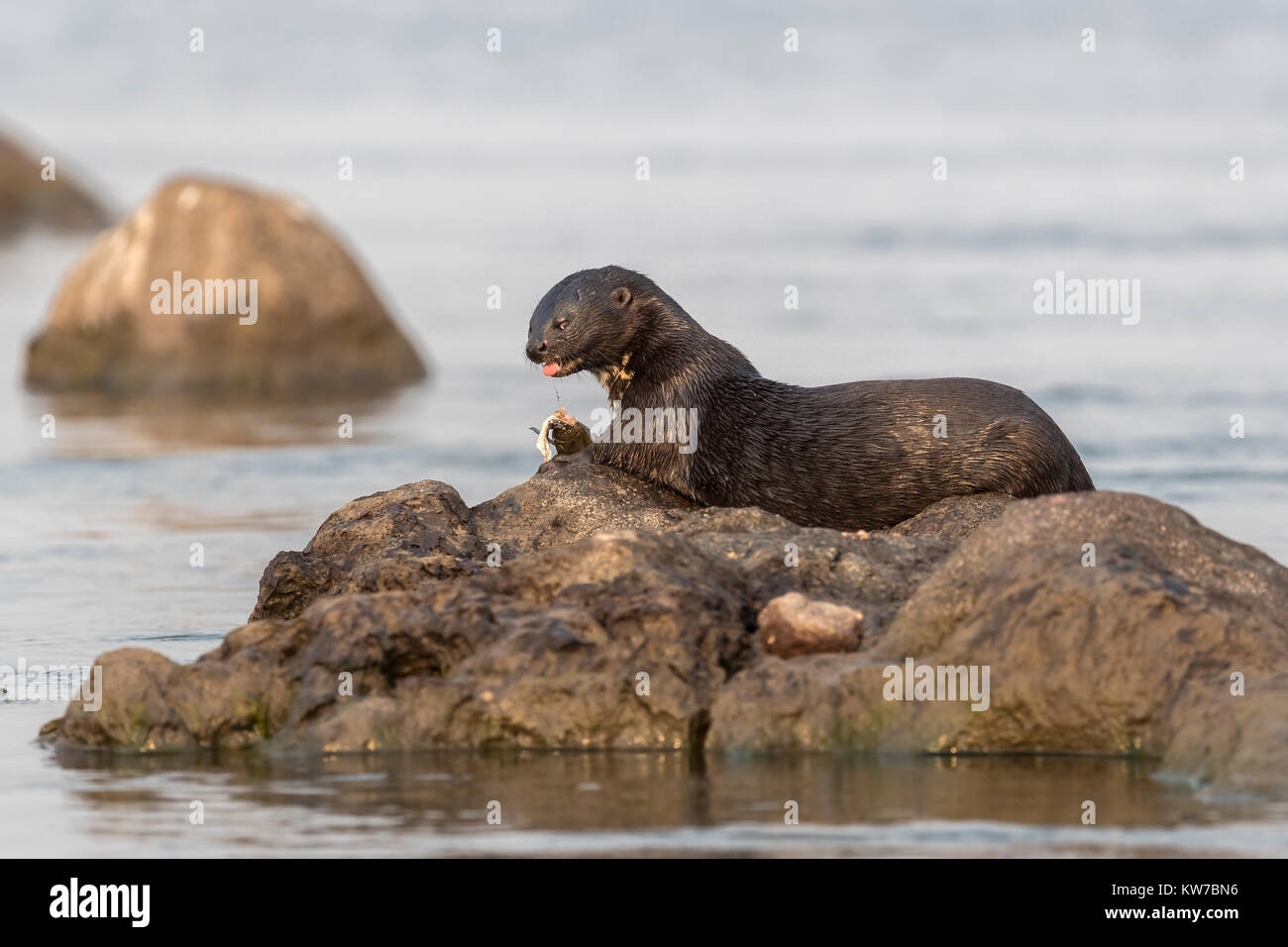 Squeaker squeaker High Resolution Stock Photography and Images - Alamy