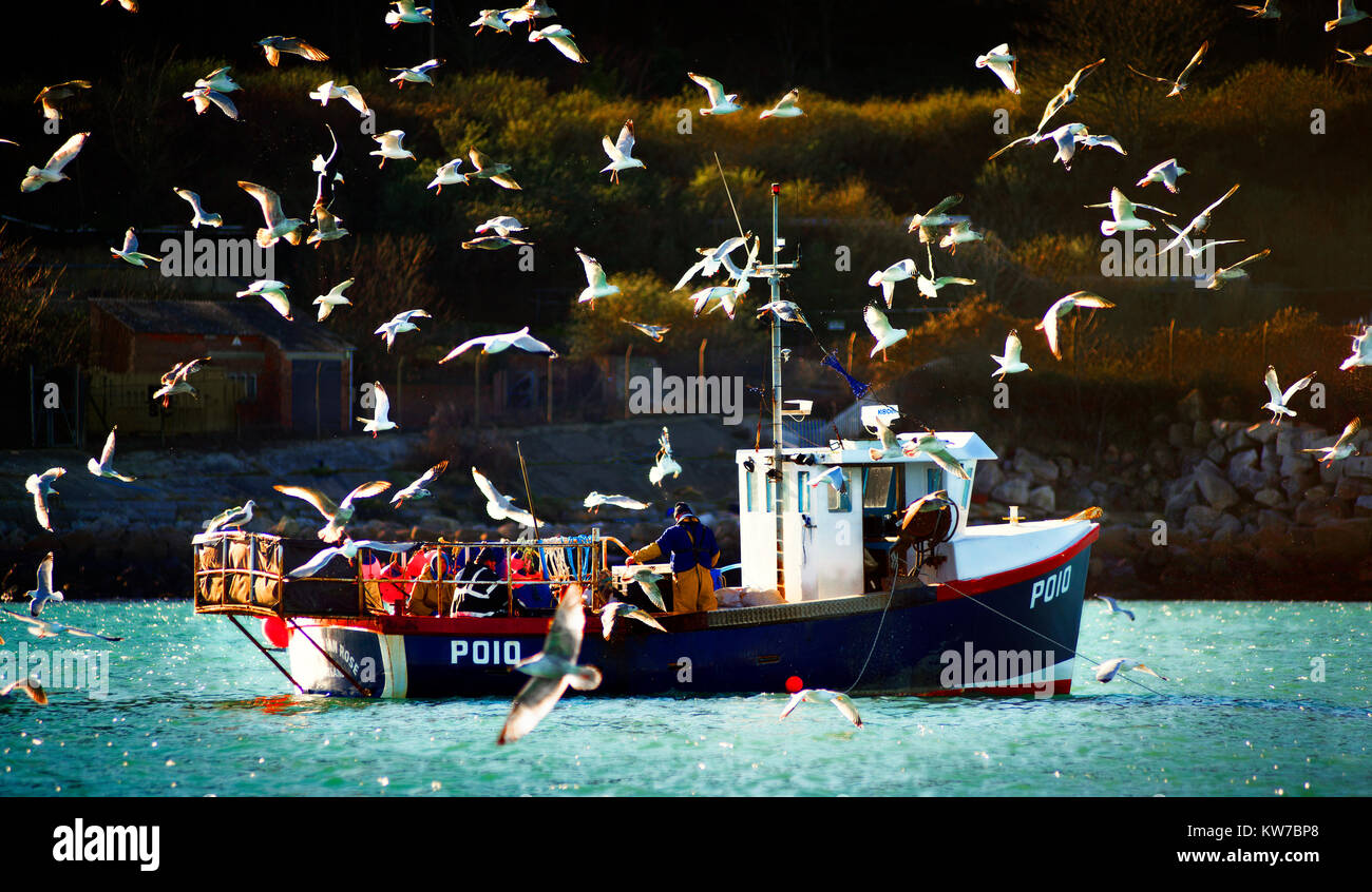 A fishing boat surrounded by gulls in Balaclava Bay, Portland, on the ...