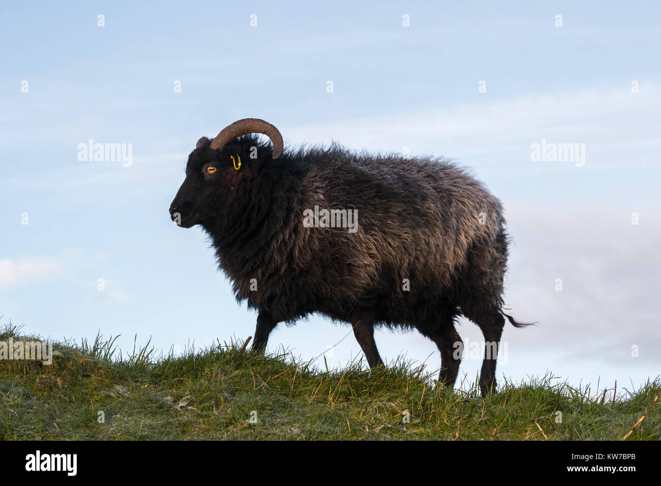 Hebridean Sheep Scotland High Resolution Stock Photography and Images ...
