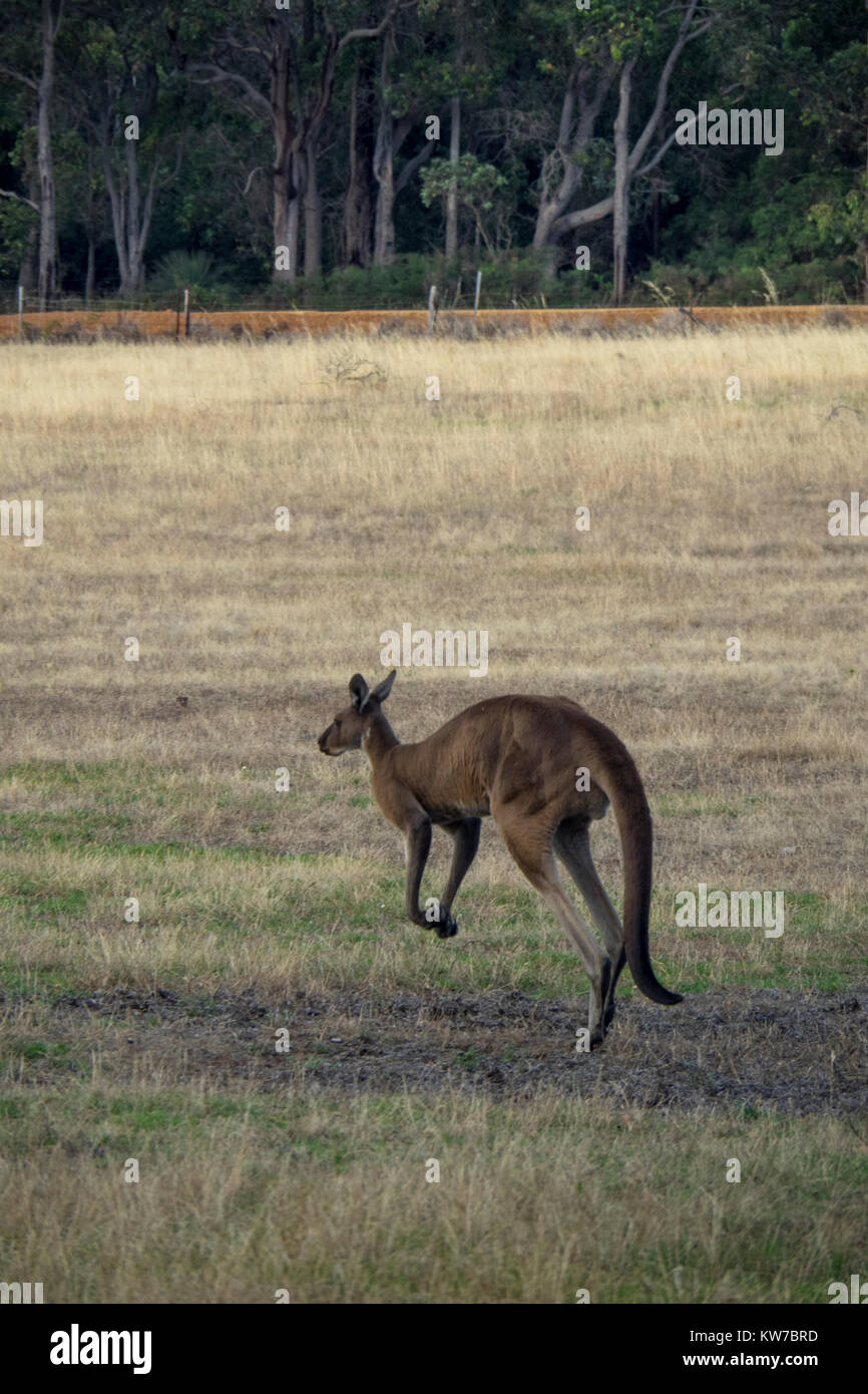 Kangaroo hopping hi-res stock photography and images - Alamy