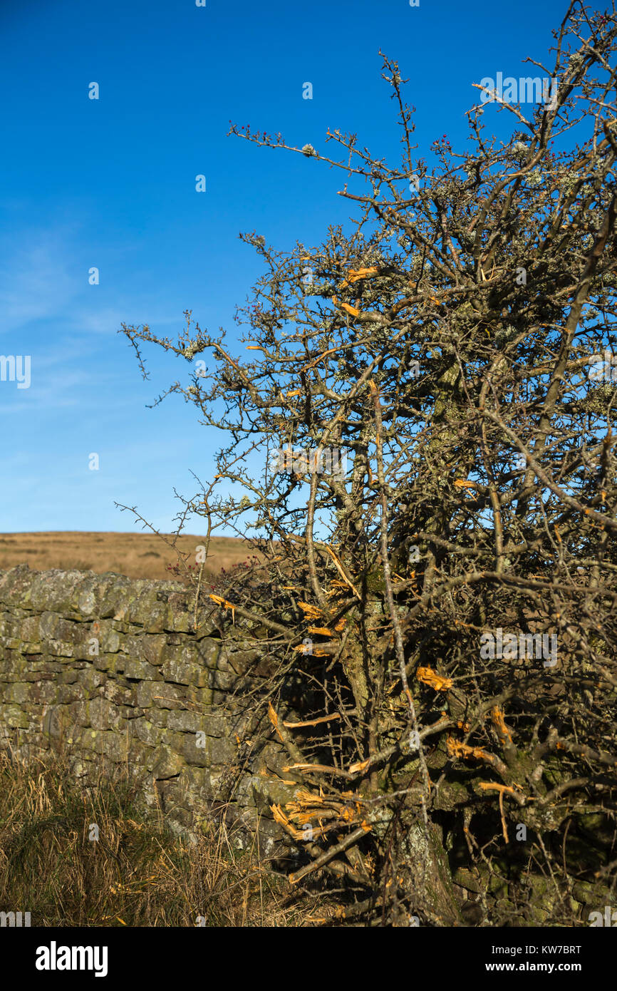 Flail farming hi-res stock photography and images - Alamy