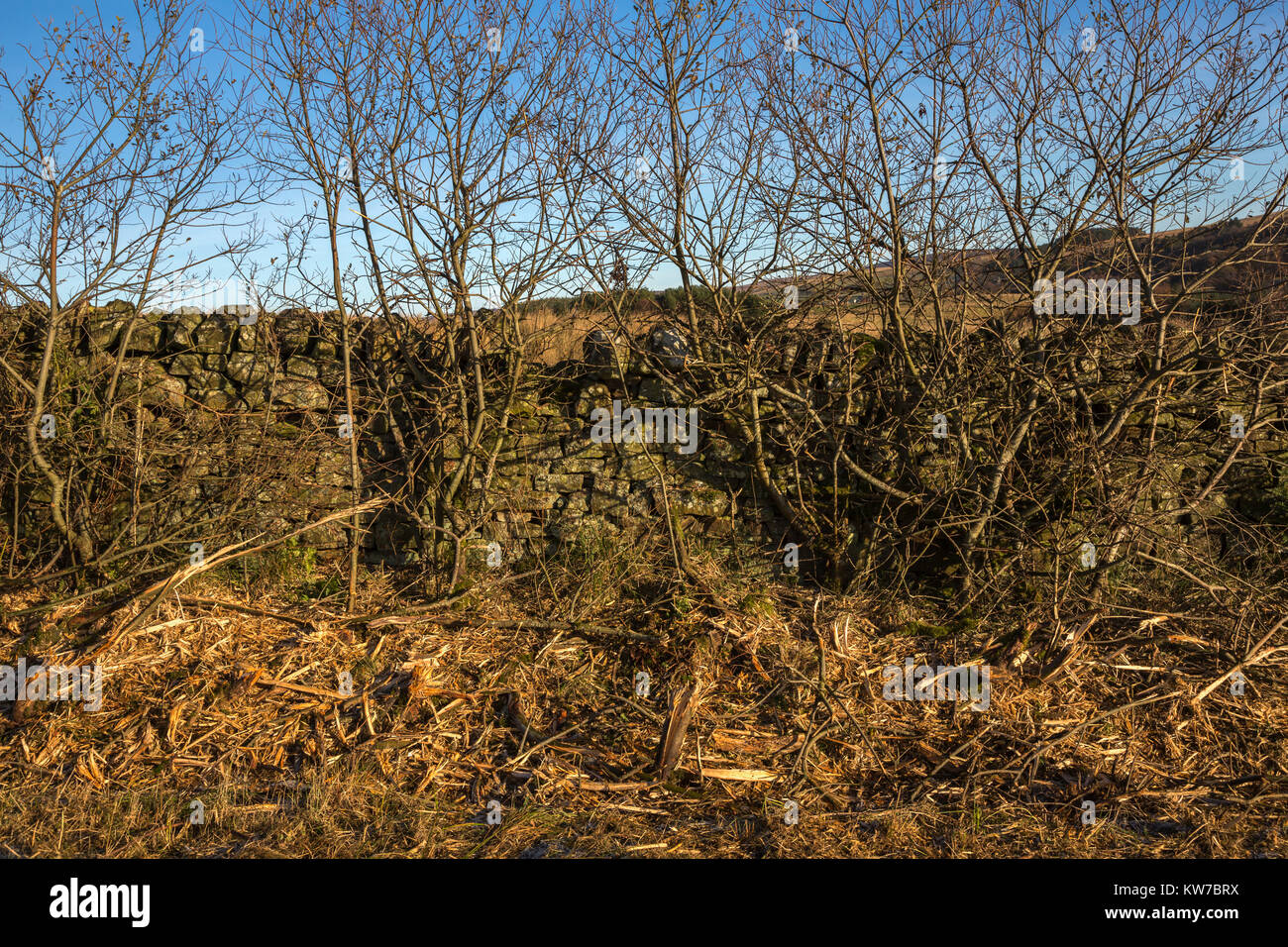 Hedgerow damaged by flail hi-res stock photography and images - Alamy