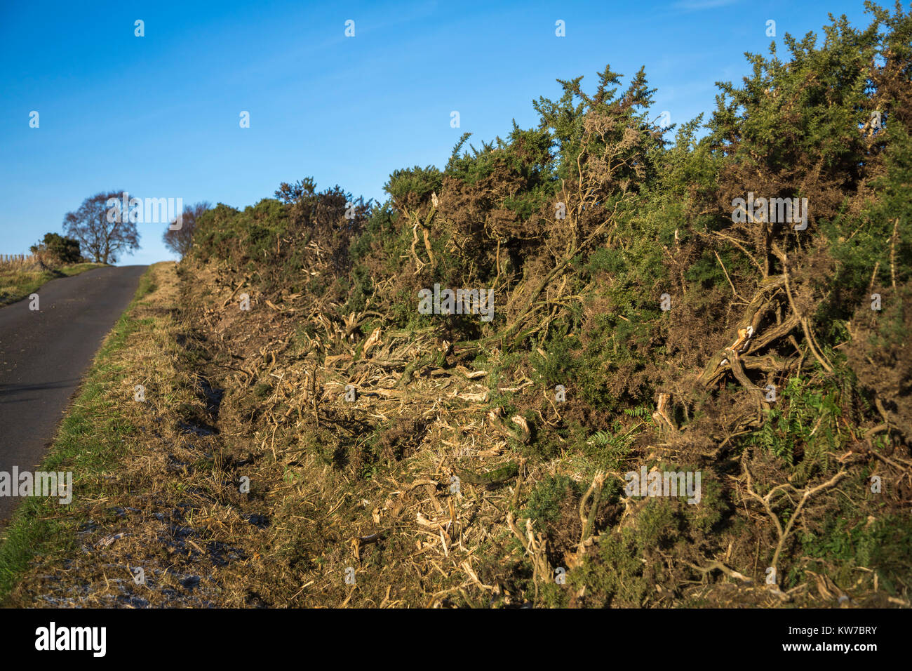 Gorse hedgerow (Ulex sp) damaged by mechanised flailing, Northumberland ...