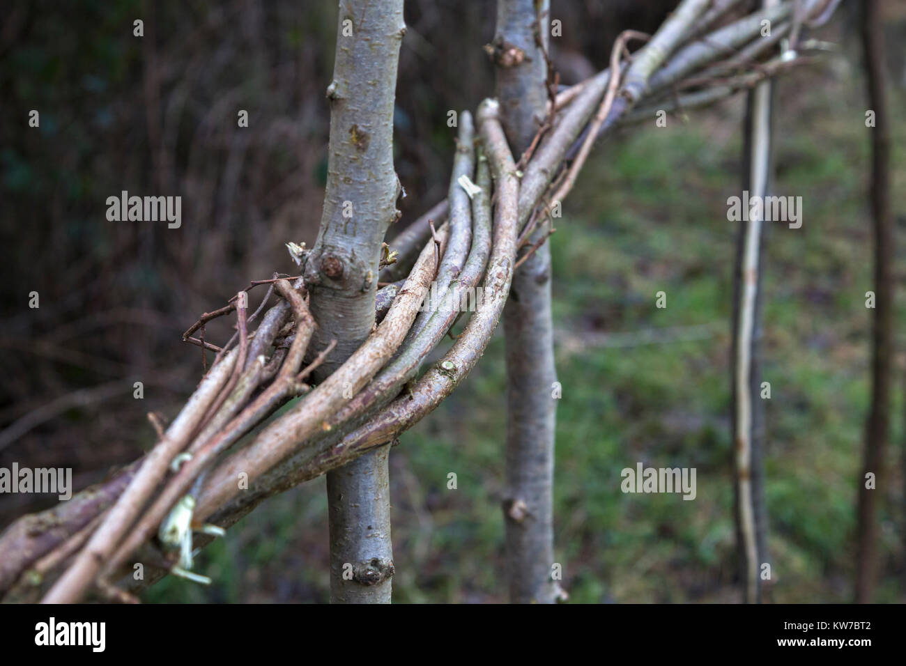 Hedge laying style hi-res stock photography and images - Alamy