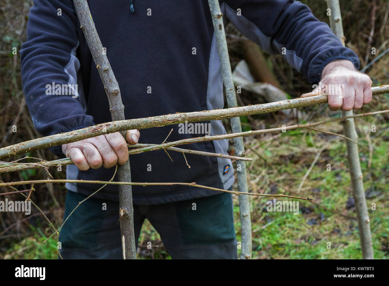 Hedgelaying style hi-res stock photography and images - Alamy