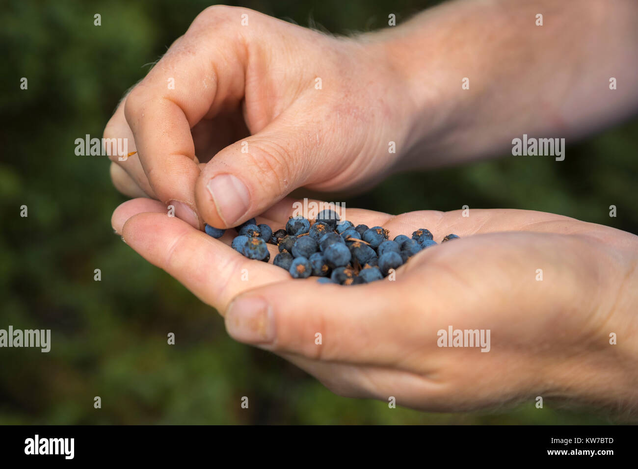 Common Juniper Juniperus Communis With Berries High Resolution Stock ...