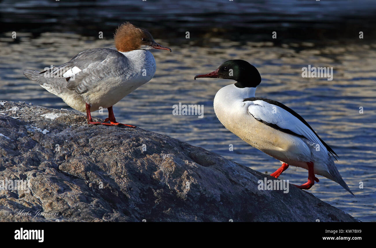 Pair of Common merganser, Goosander Stock Photo - Alamy