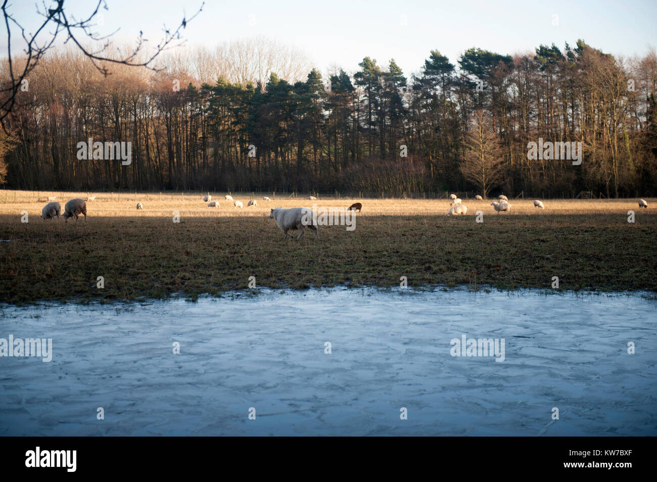 Frozen sheep hi-res stock photography and images - Alamy