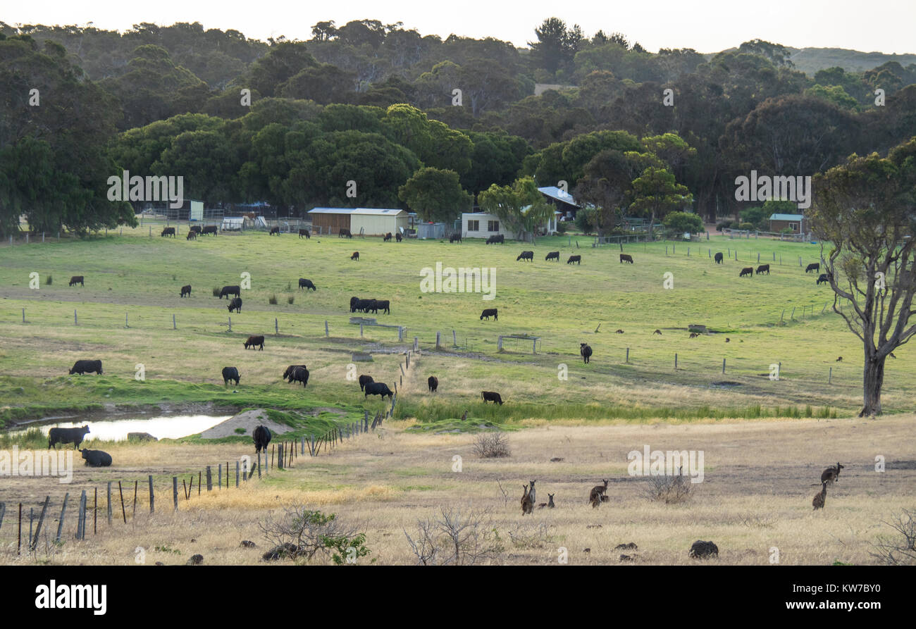 Australia cattle ranch kangaroo hi-res stock photography and images - Alamy