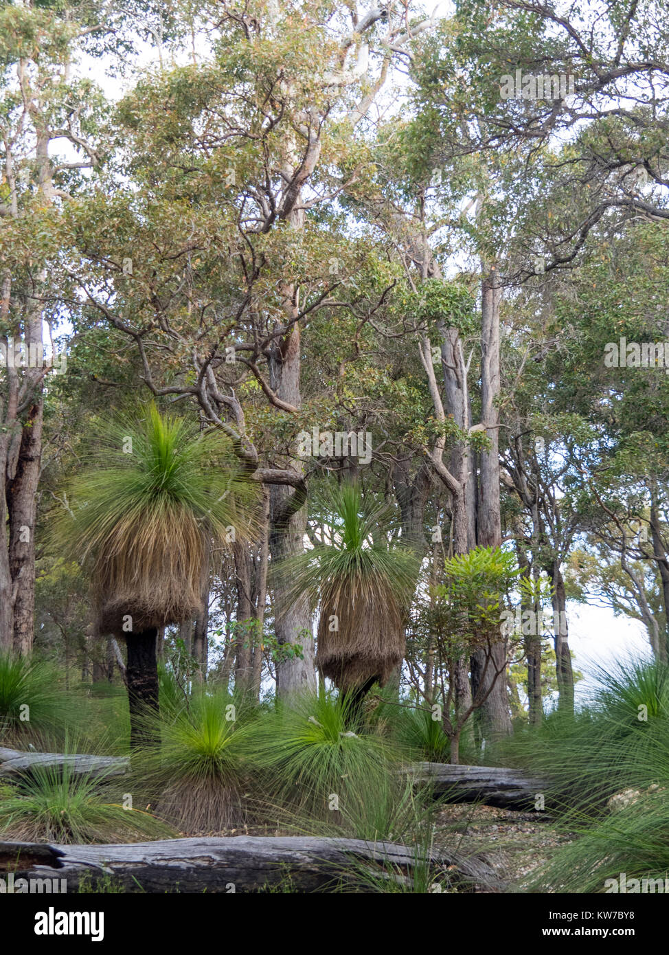 Grasstree hi-res stock photography and images - Alamy