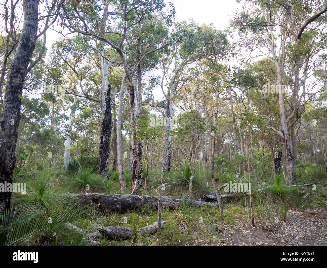 Xanthorrhoea preissii or grass trees in eucalyptus forest in Margaret ...