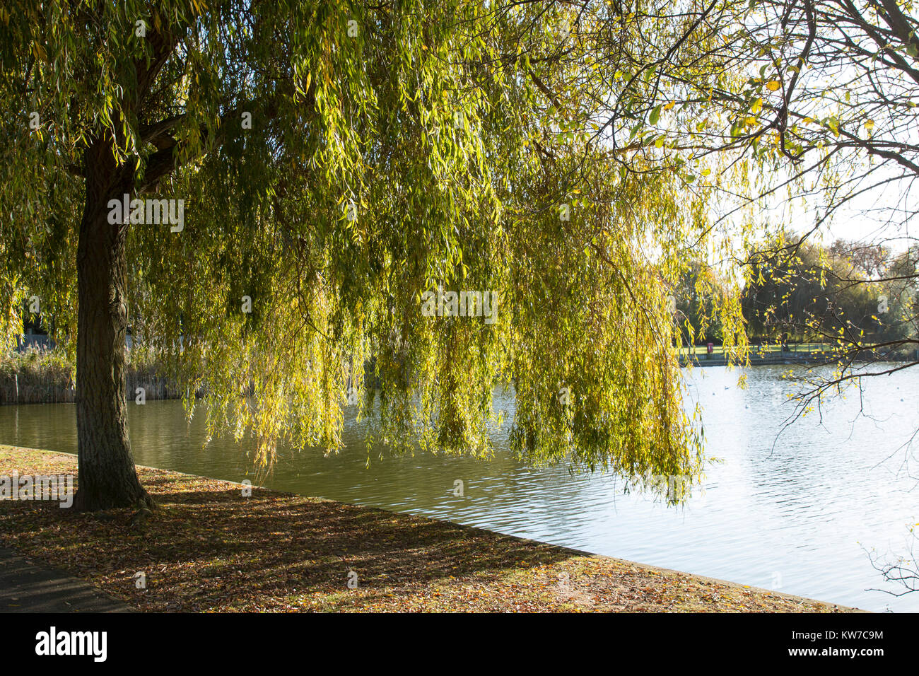 Weeping willow tree pond hi-res stock photography and images - Alamy