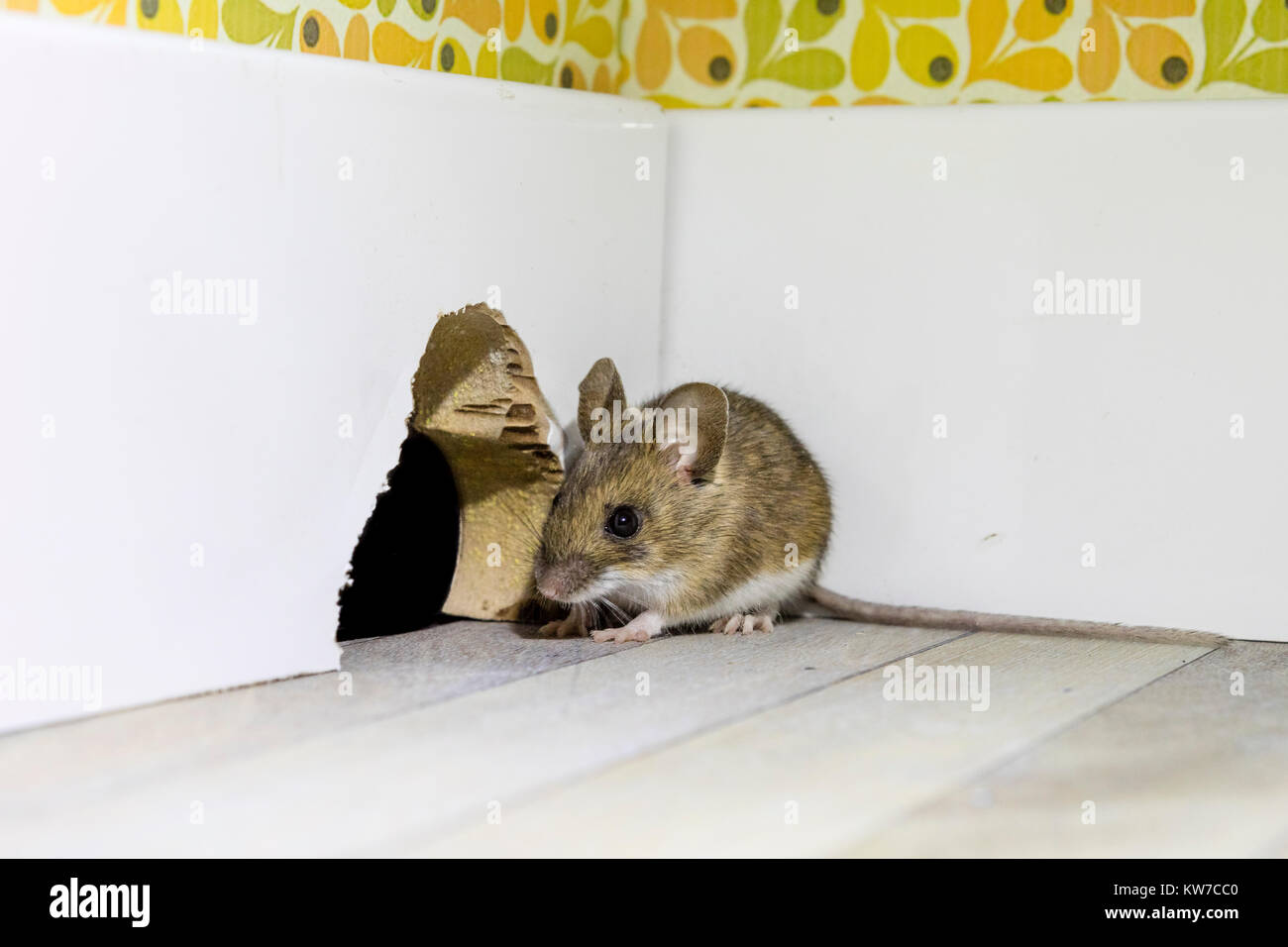A mouse in an indoor domestic setting Stock Photo - Alamy