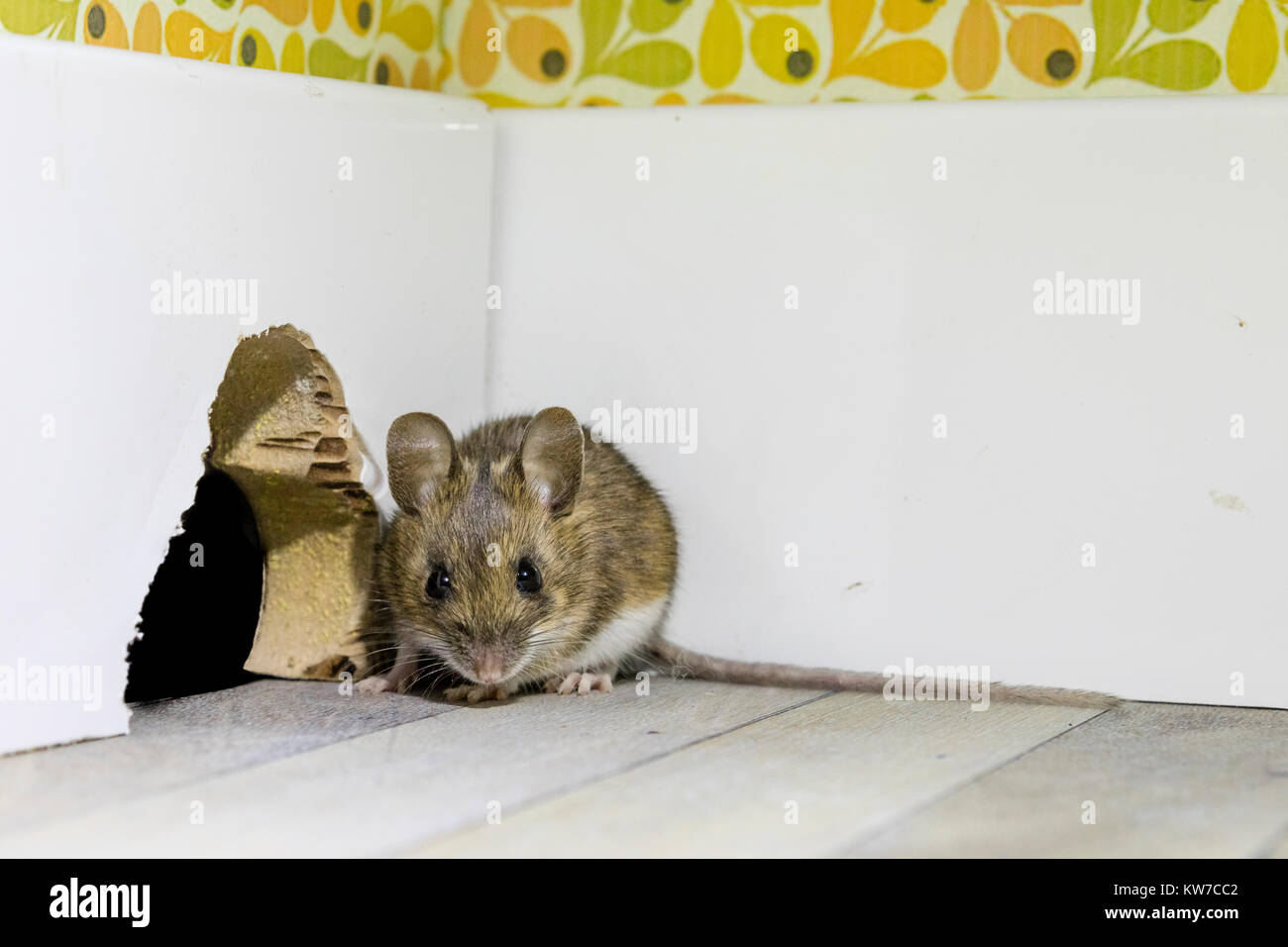 A mouse in an indoor domestic setting Stock Photo - Alamy