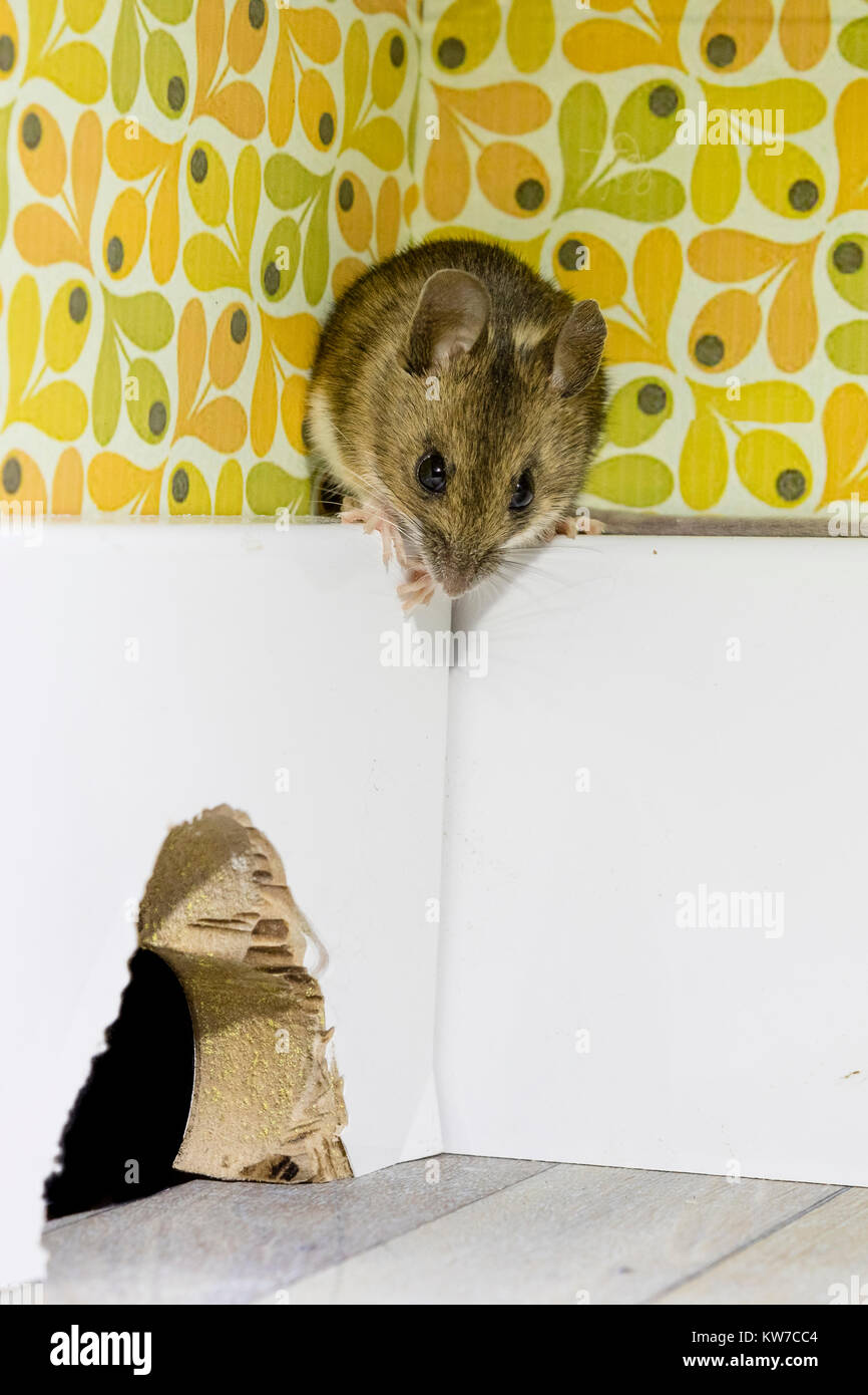 A mouse in an indoor domestic setting Stock Photo - Alamy