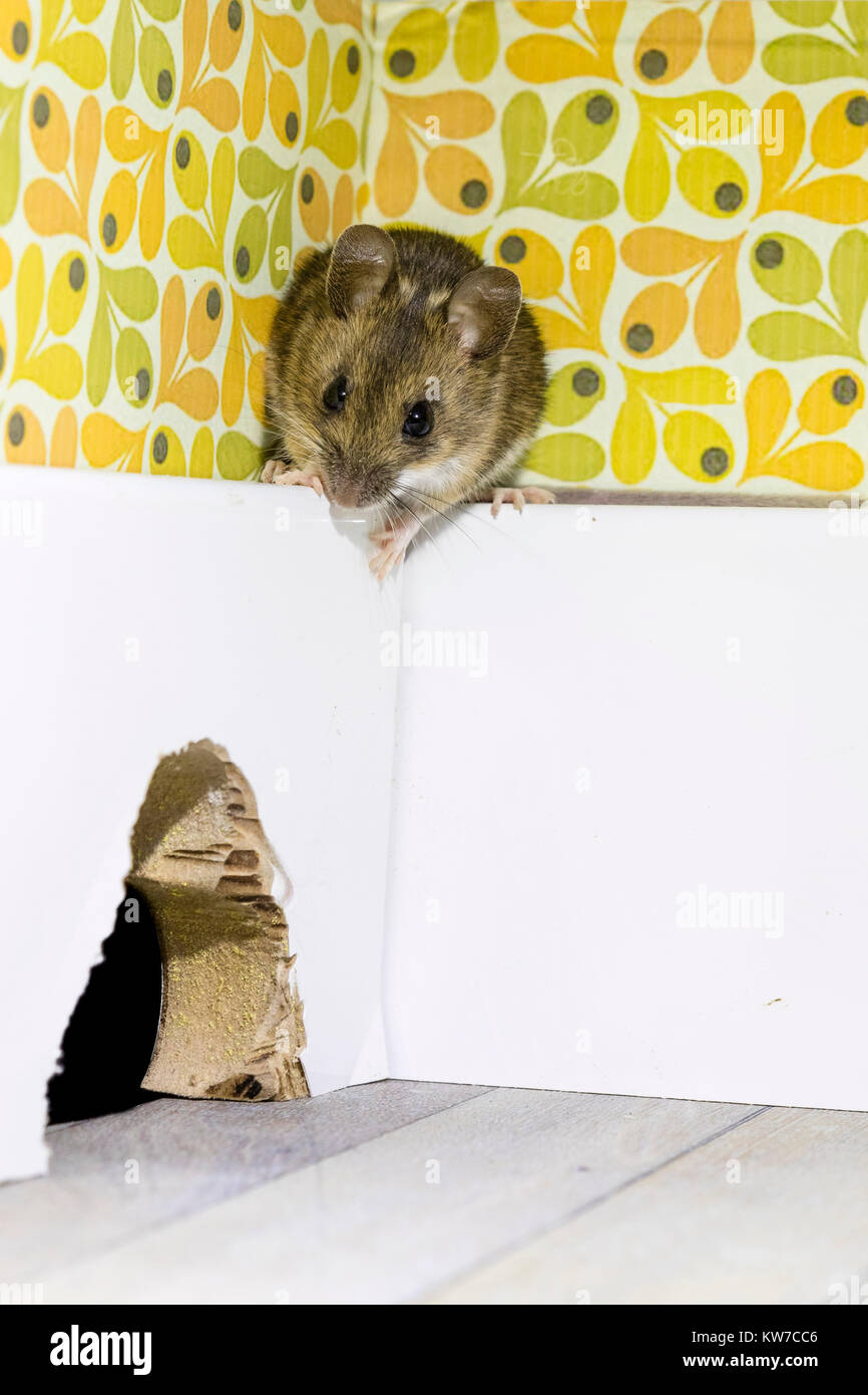 A mouse in an indoor domestic setting Stock Photo - Alamy