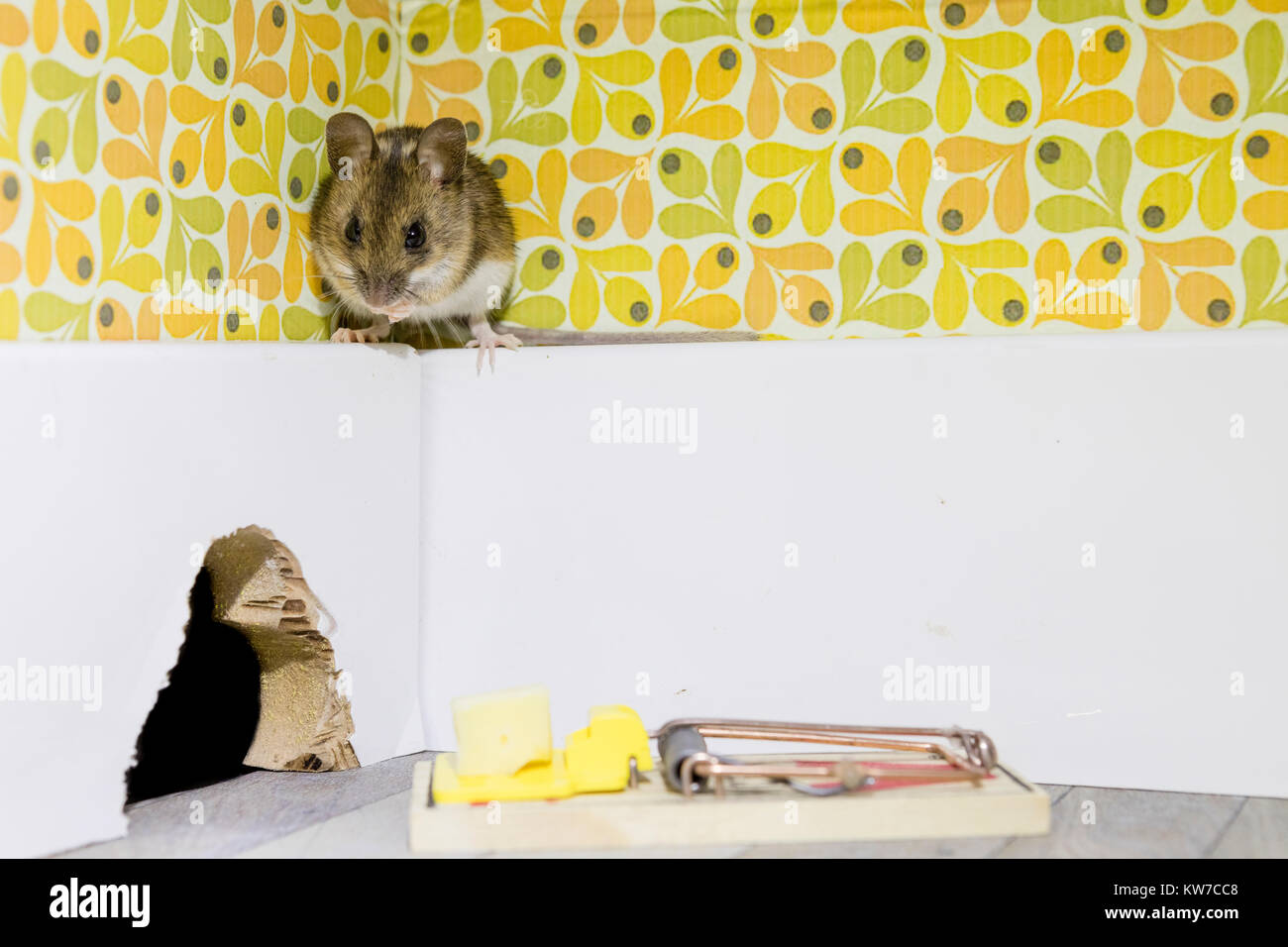 A mouse in an indoor domestic setting Stock Photo - Alamy