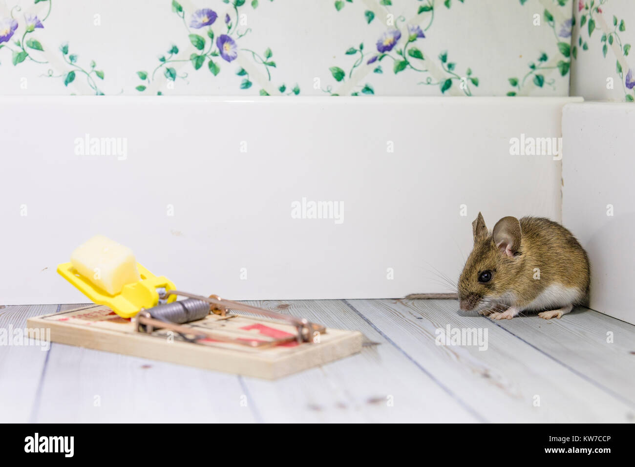 A mouse in an indoor domestic setting Stock Photo - Alamy