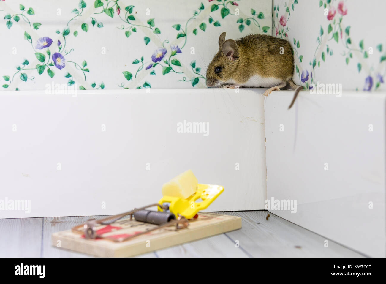 A mouse in an indoor domestic setting Stock Photo - Alamy