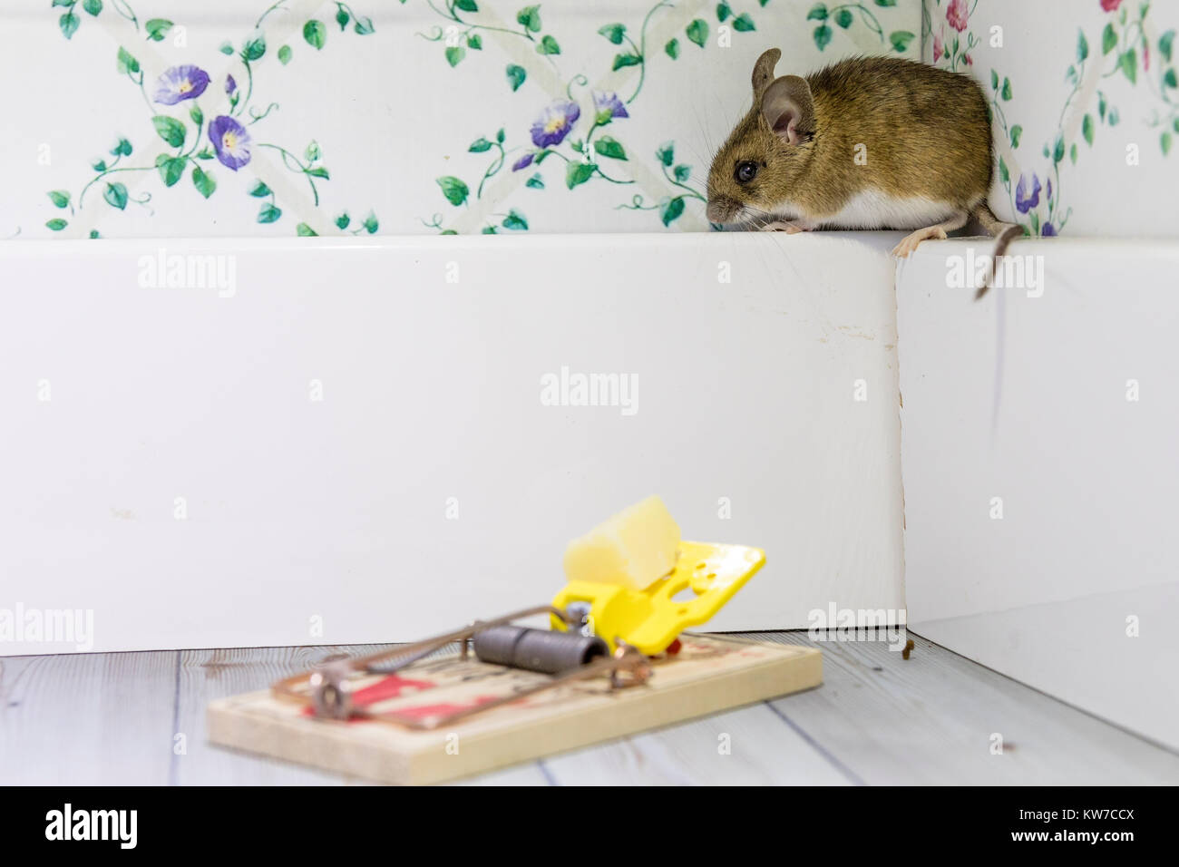 Mouse Props High Resolution Stock Photography and Images - Alamy