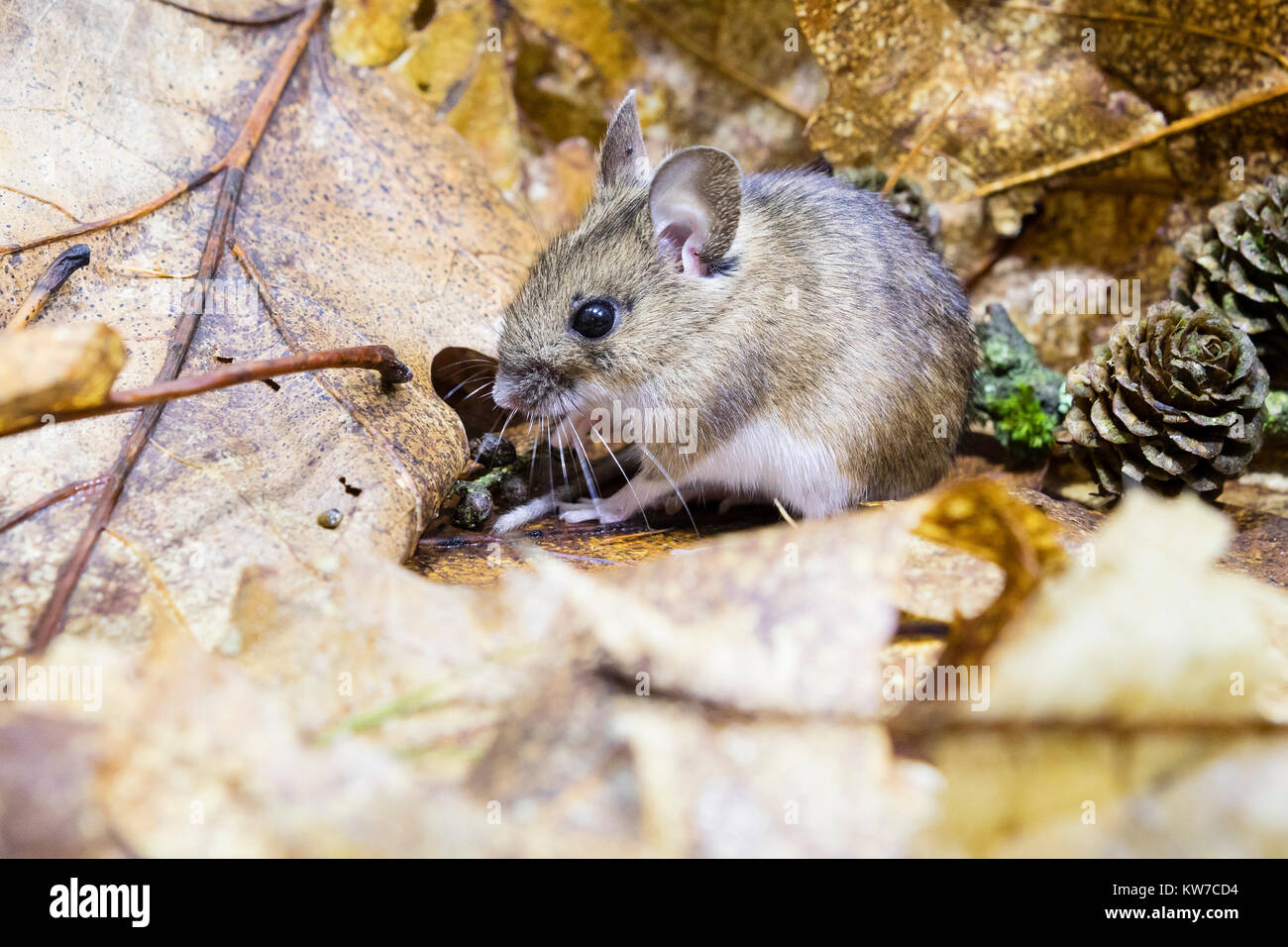A wood mouse in an autumn forest floor setting (studio shot Stock Photo ...