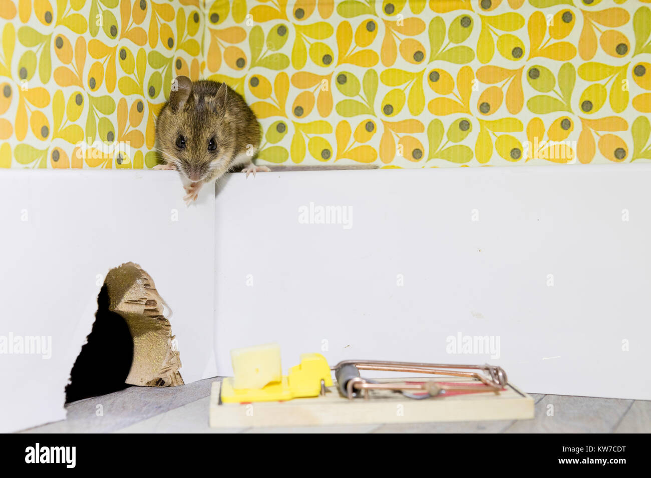 A mouse in an indoor domestic setting Stock Photo - Alamy