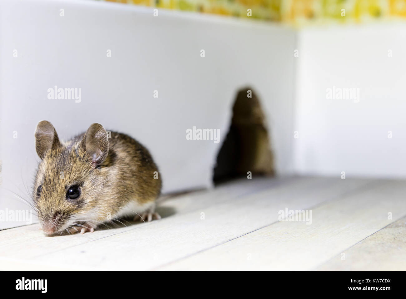 A mouse in an indoor domestic setting Stock Photo - Alamy