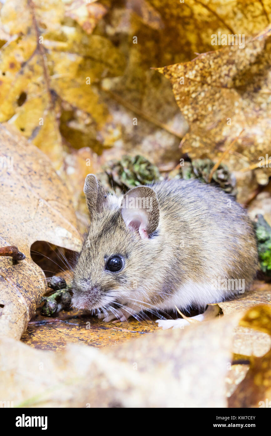 Floor setting hi-res stock photography and images - Alamy